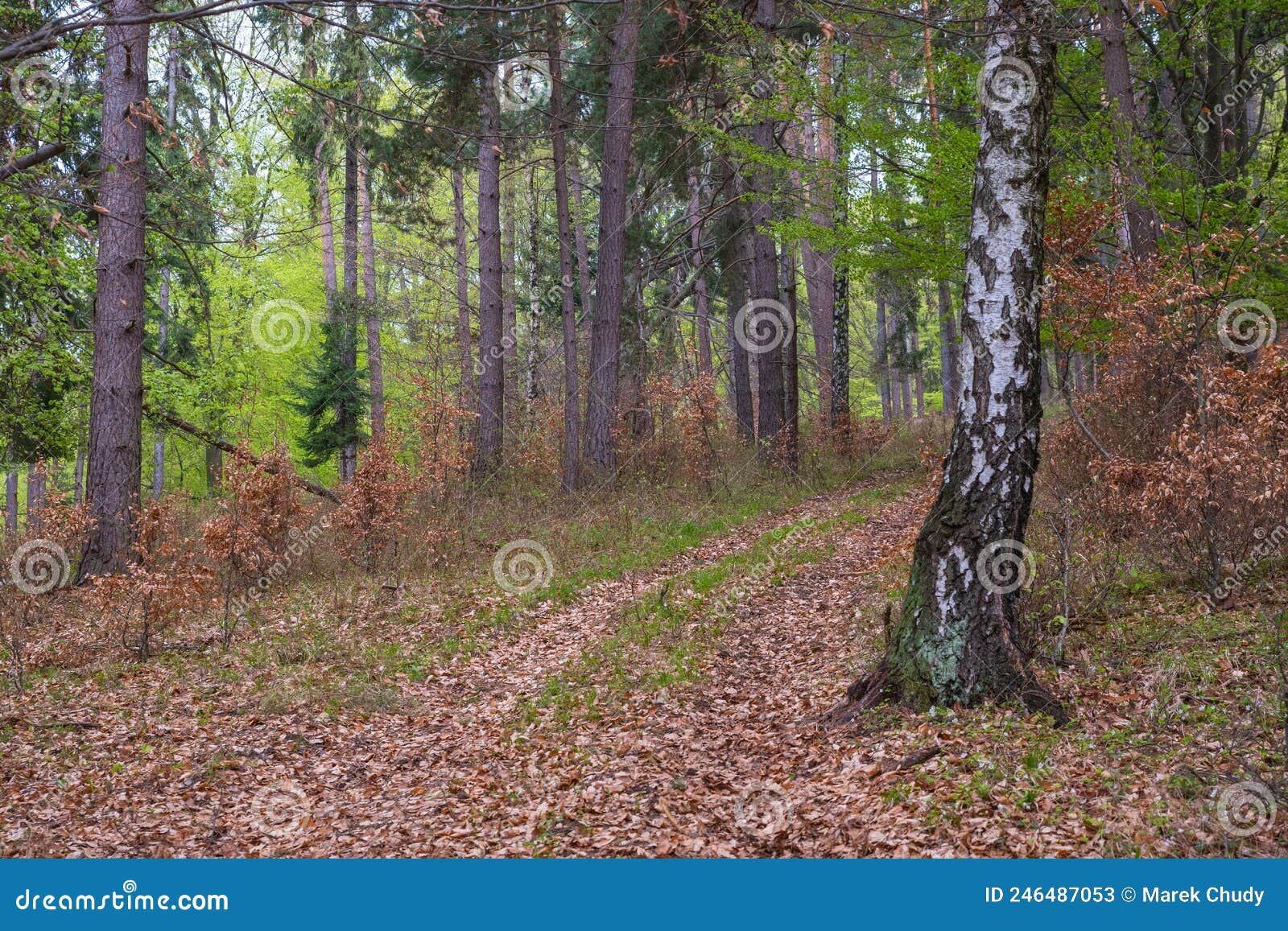Mixed forest stock image. Image of park, season, landscape - 246487053