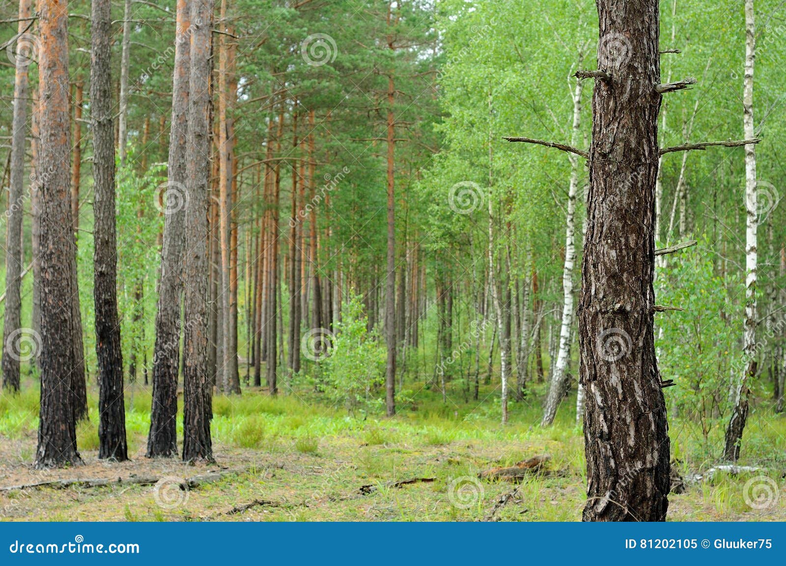 Mixed forest stock image. Image of pacified, pine, climate - 81202105