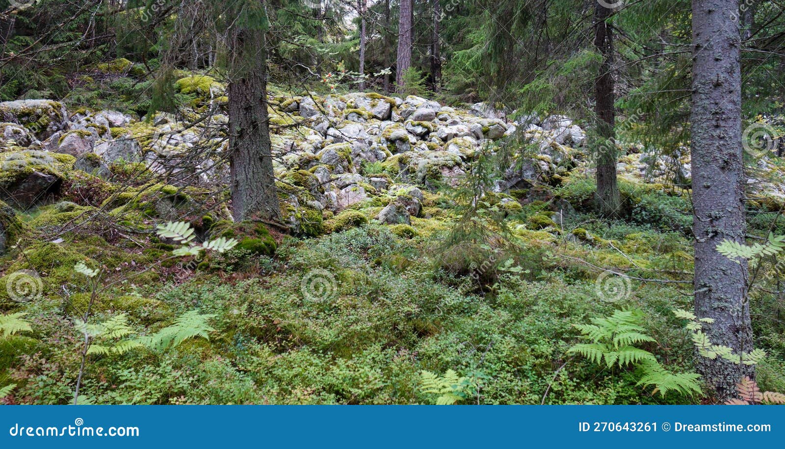 Mixed Forest in Rugged Terrain Stock Image - Image of summer, stones ...