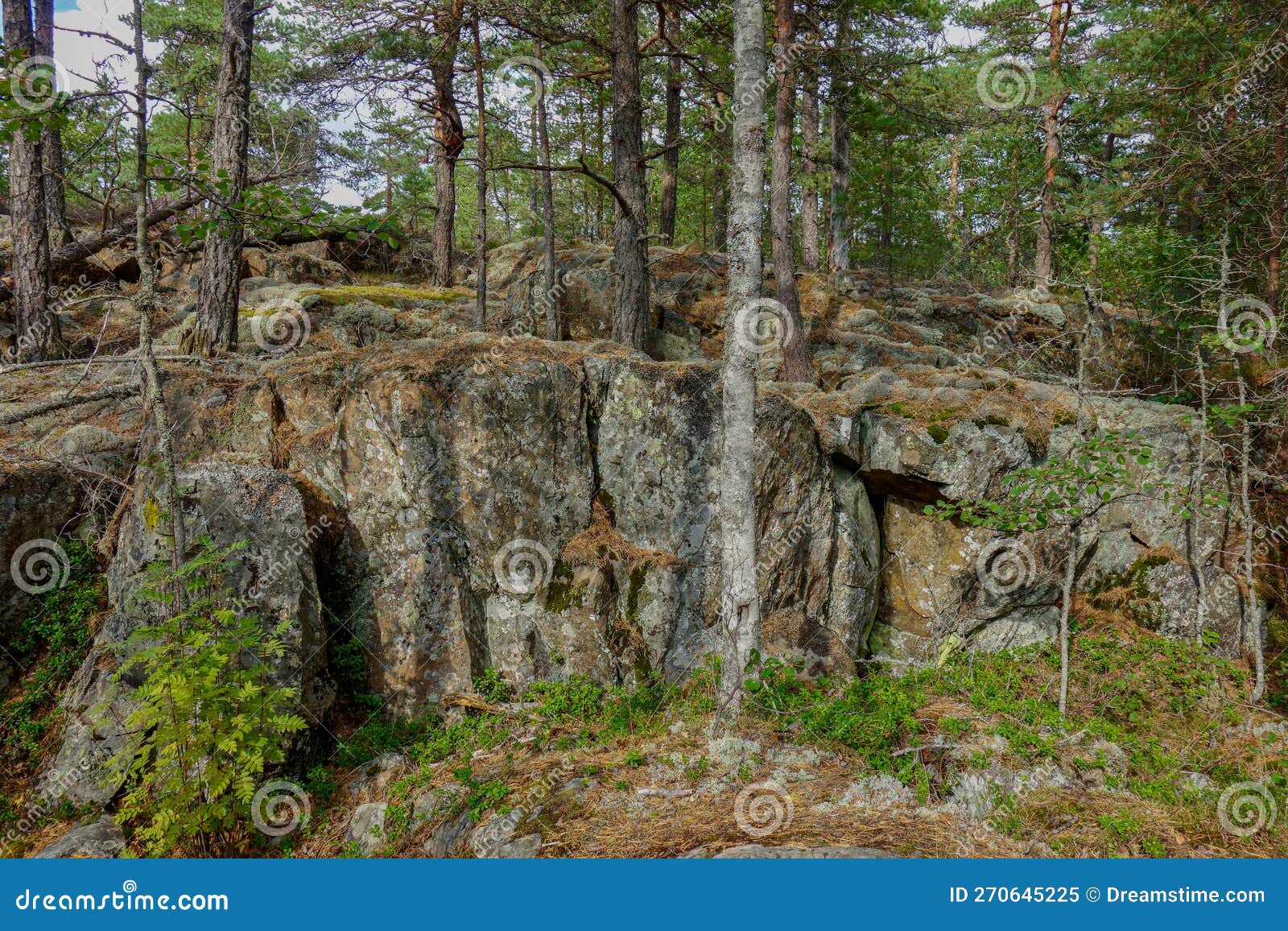 Mixed Forest in Rugged Terrain Stock Image - Image of nature, pines ...