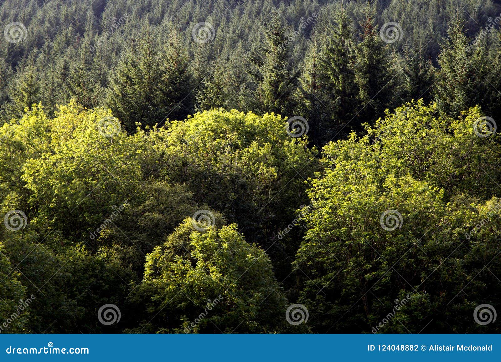 Mixed Forest in the Scottish Highlands Stock Photo - Image of timber ...