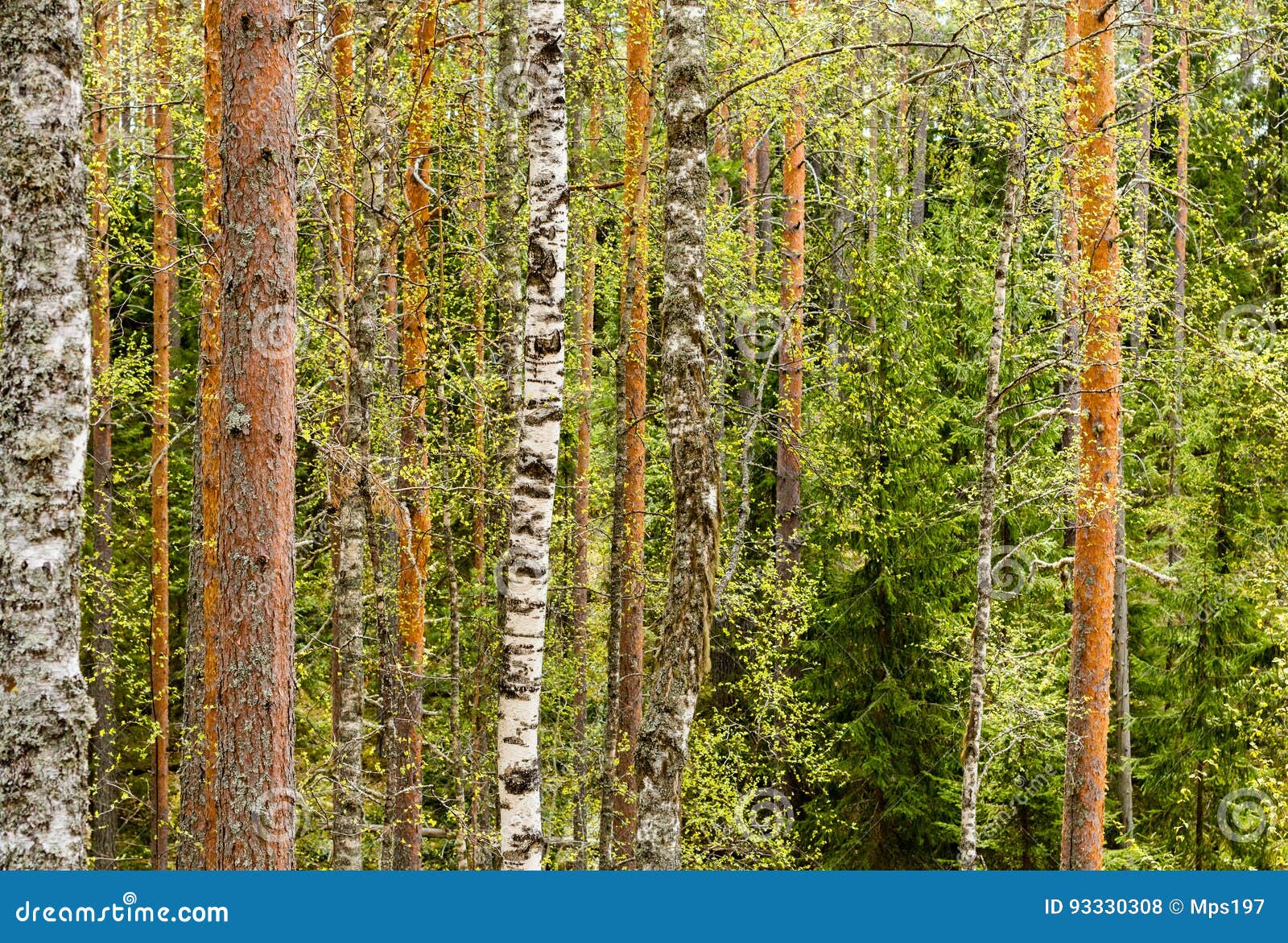 Mixed forest in spring stock photo. Image of mixed, springtime - 93330308