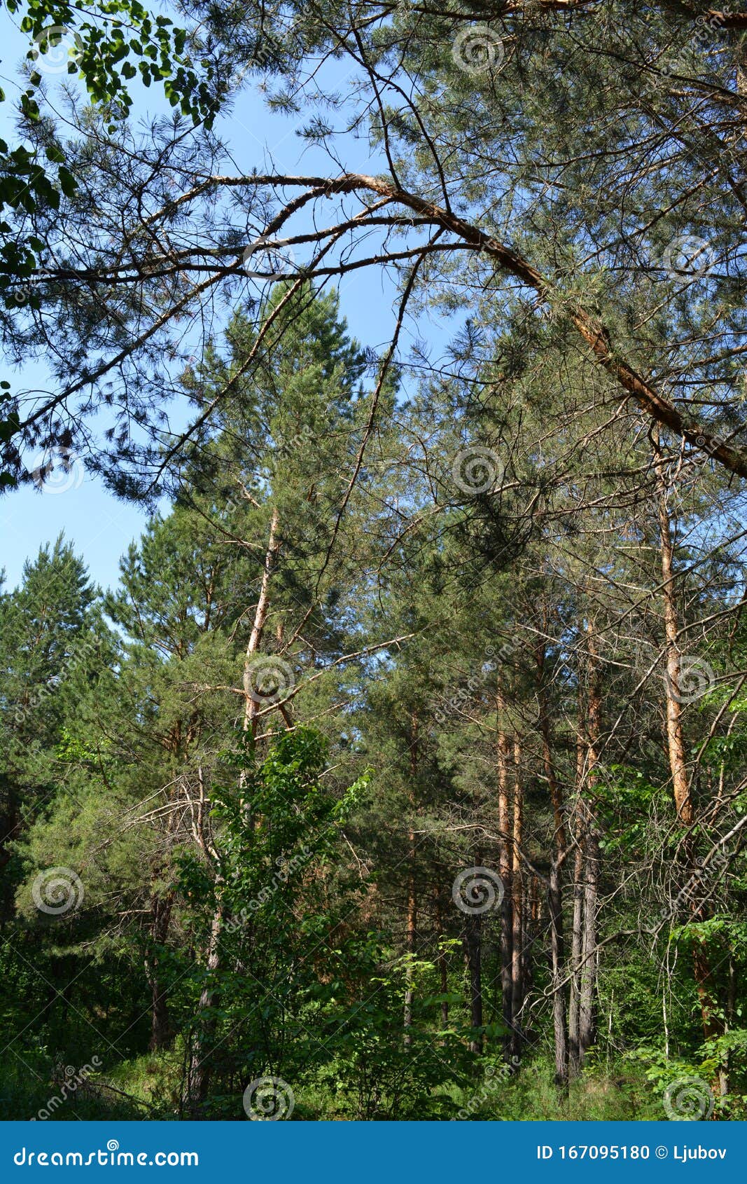 Mixed Forest in Spring. Pine Trees in Sunny Day Stock Photo - Image of ...