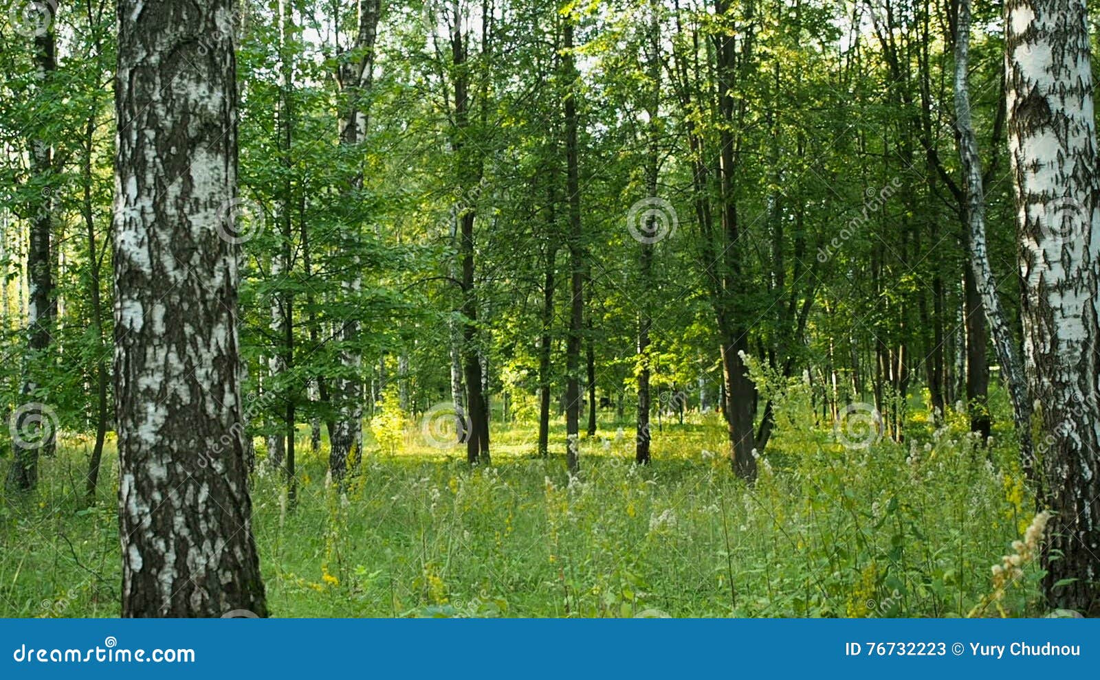 Within the Mixed Forest, Sunset, Temperate Continental Climate Zone of ...