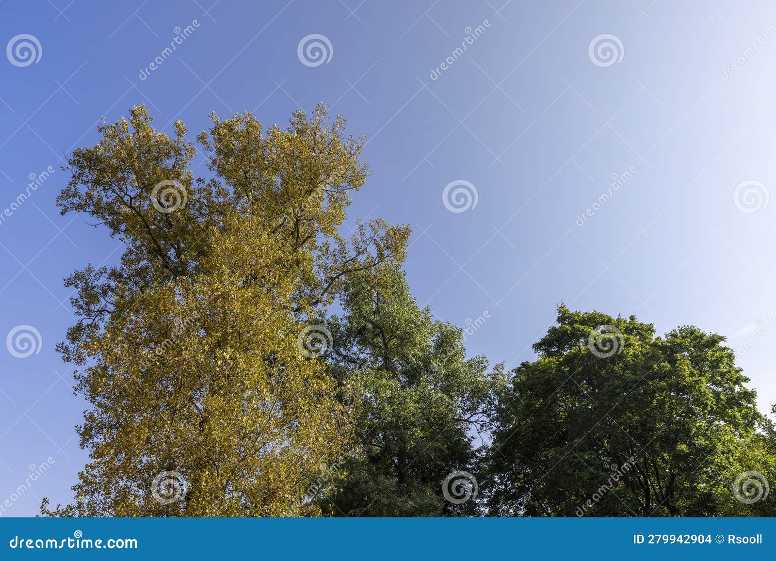 Mixed Forest with Trees of Different Species in the Summer Season Stock ...