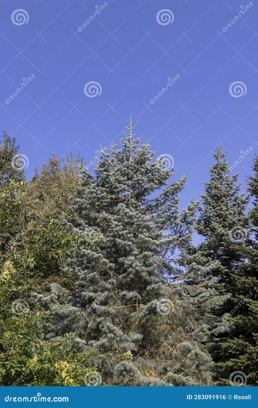 Mixed Forest with Trees of Different Species in the Summer Season Stock ...