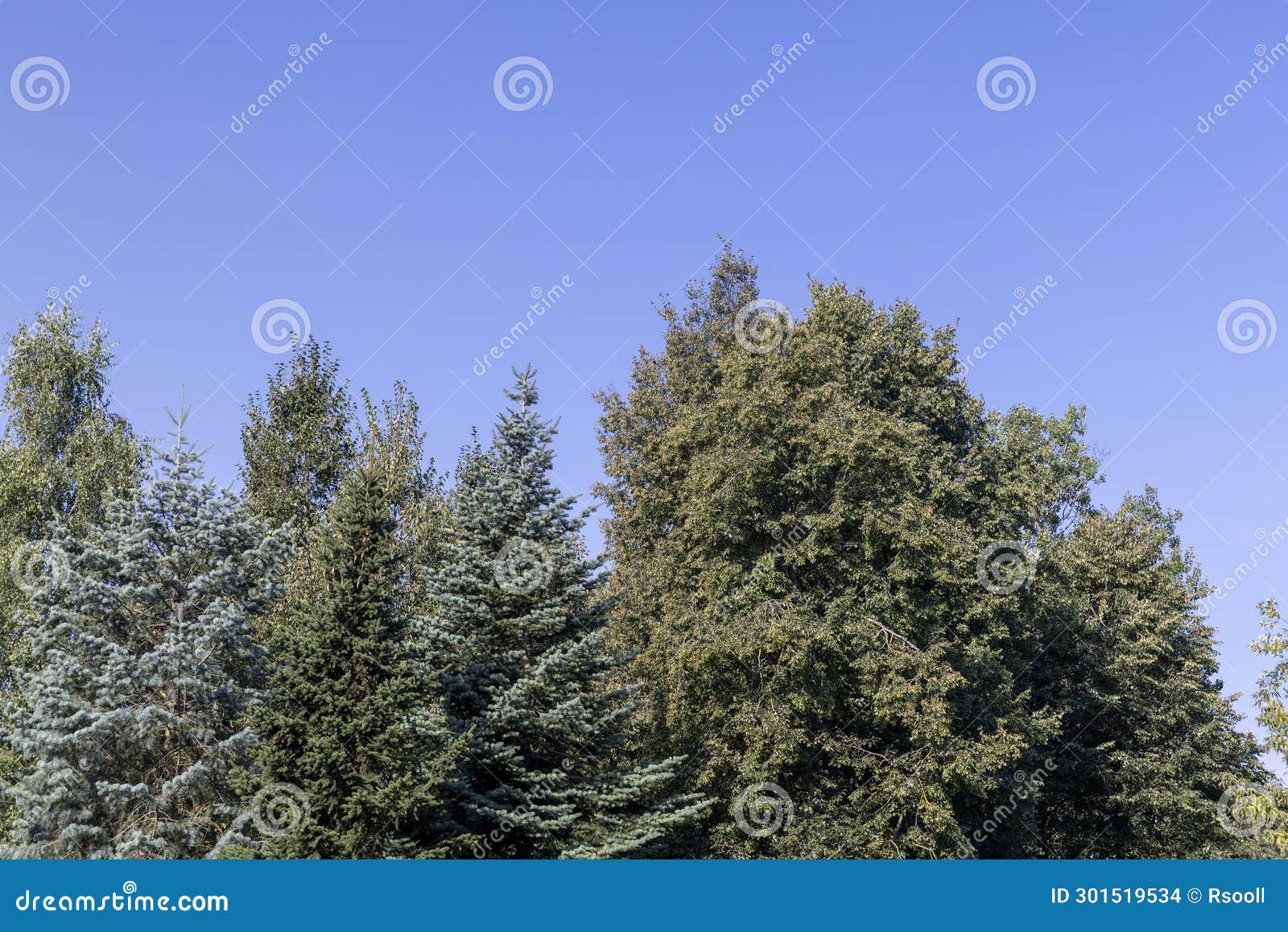 Mixed Forest with Trees of Different Species in the Summer Season Stock ...