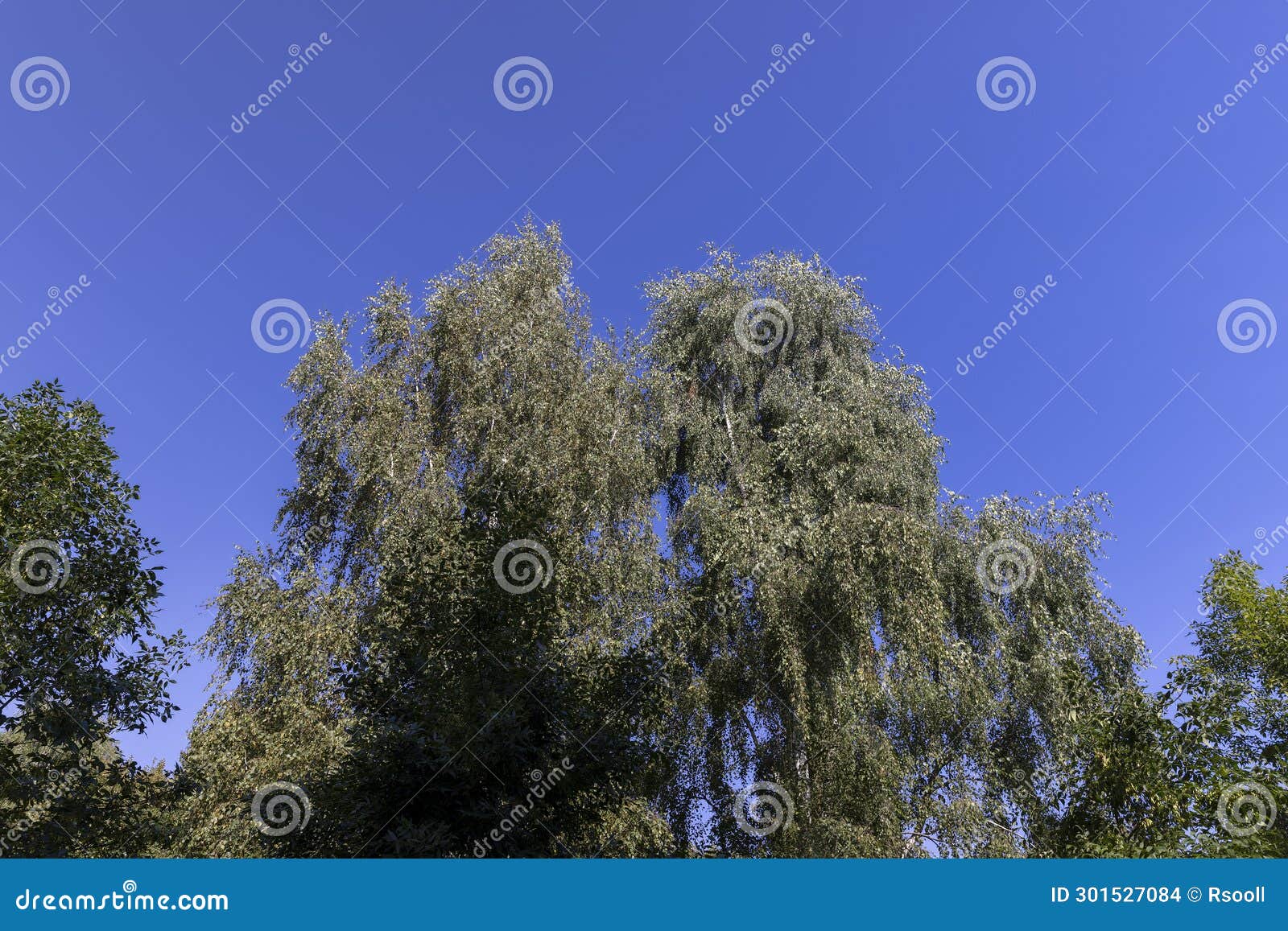 Mixed Forest with Trees of Different Species in the Summer Season Stock ...