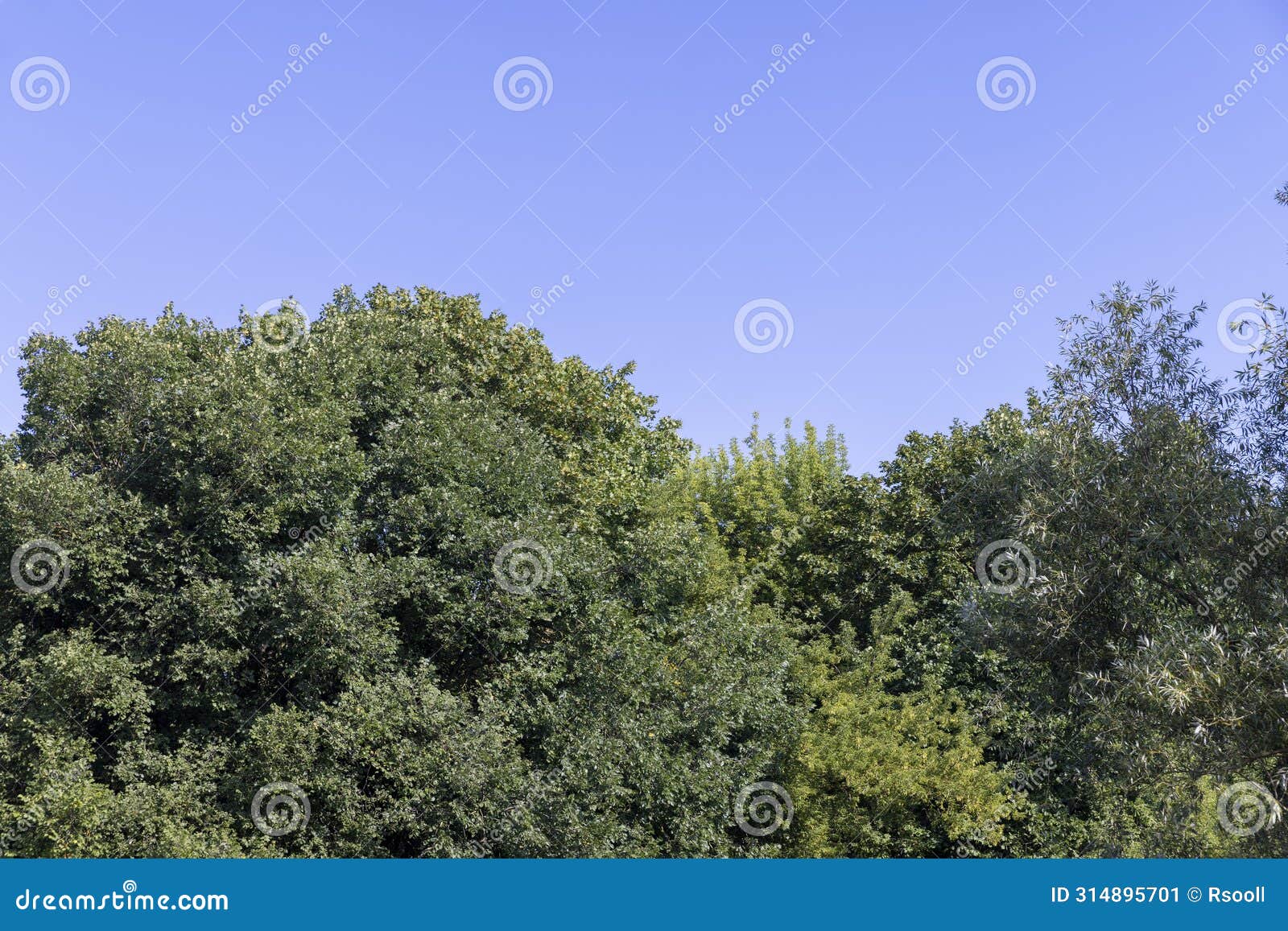 Mixed Forest with Trees of Different Species in the Summer Season Stock ...