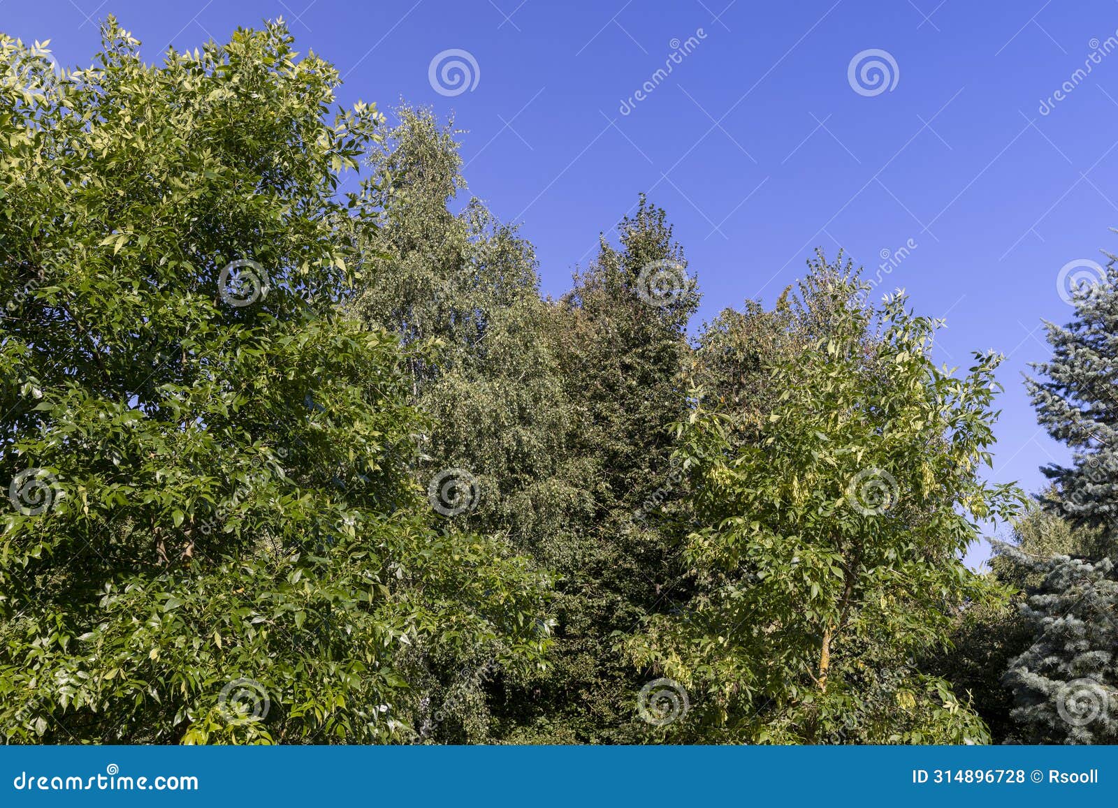 Mixed Forest with Trees of Different Species in the Summer Season Stock ...