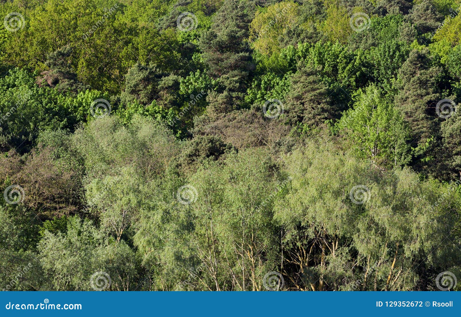 Mixed forest stock photo. Image of leaves, mood, high - 129352672