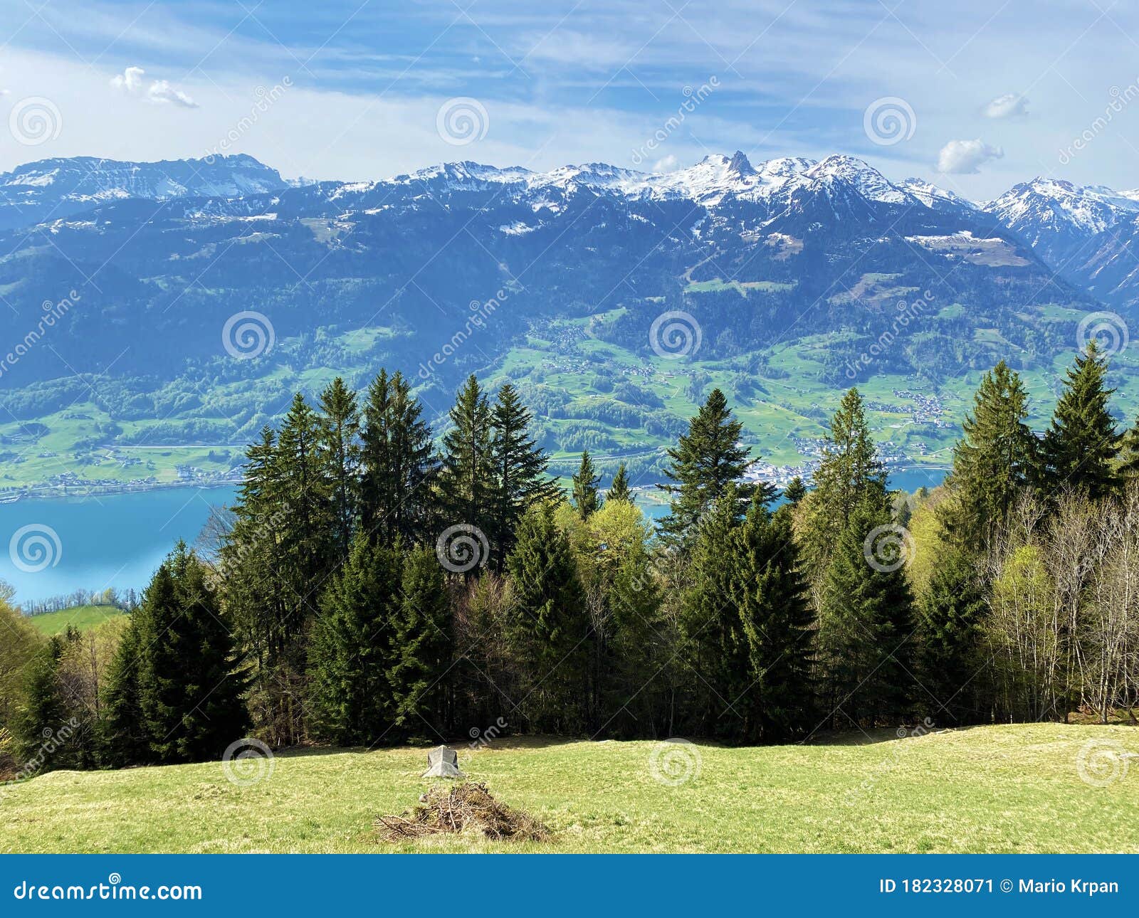 Mixed Forests with Deciduous and Evergreen Trees in Early Spring on the ...