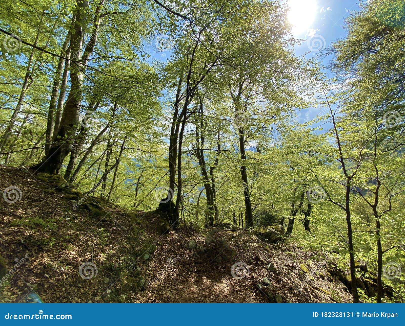 Mixed Forests with Deciduous and Evergreen Trees in Early Spring on the ...