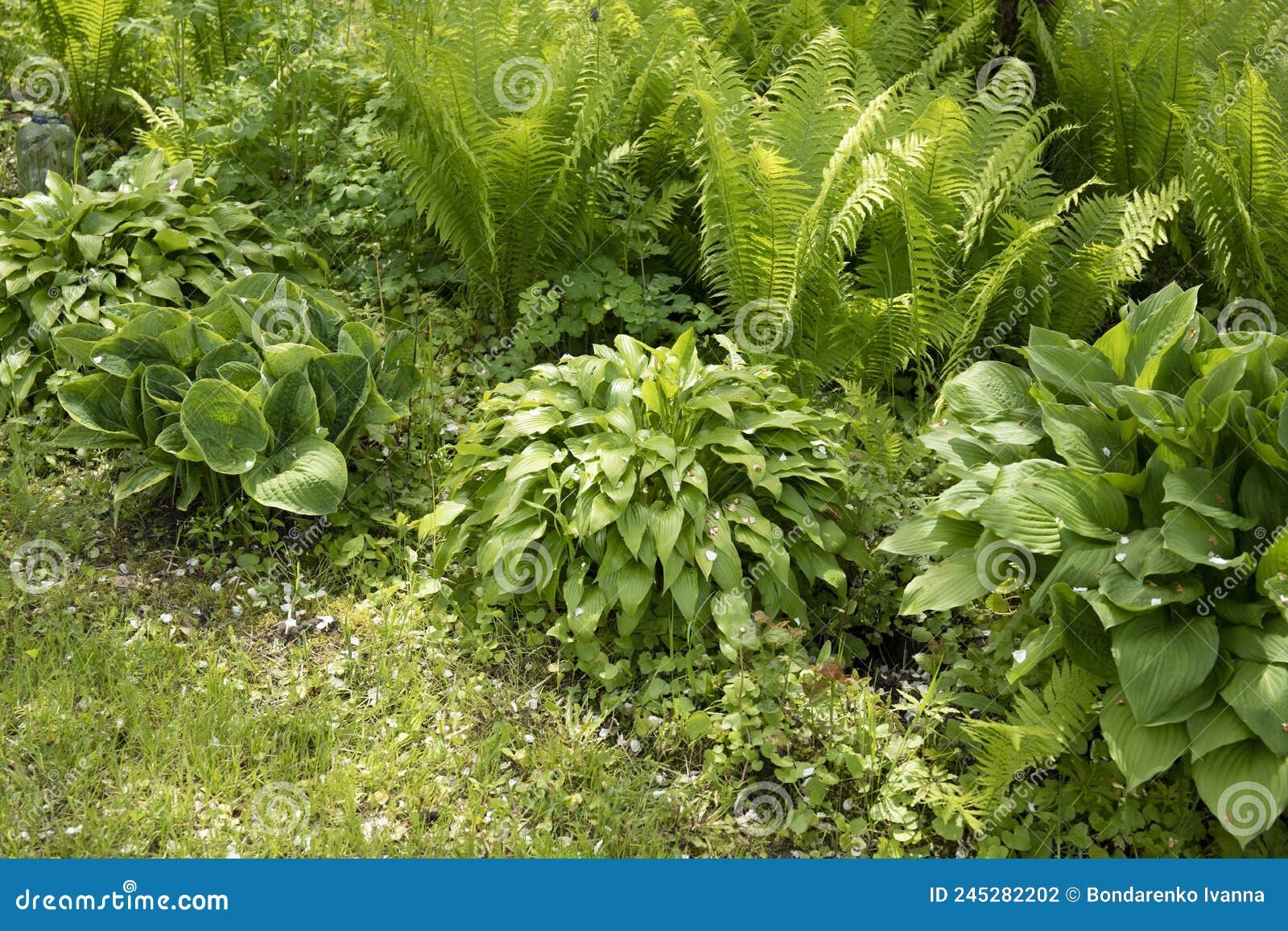 A Garden Of A Shady Nature By A Stream Flowing Into A Paved Stream ...