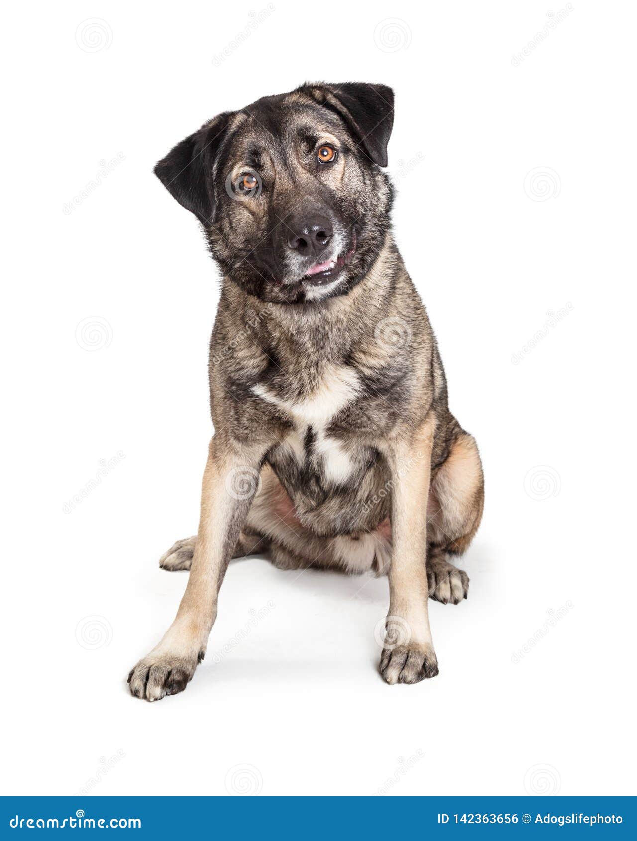 Mixed Giant Breed Friendly Dog Sitting Looking Forward Stock Photo ...