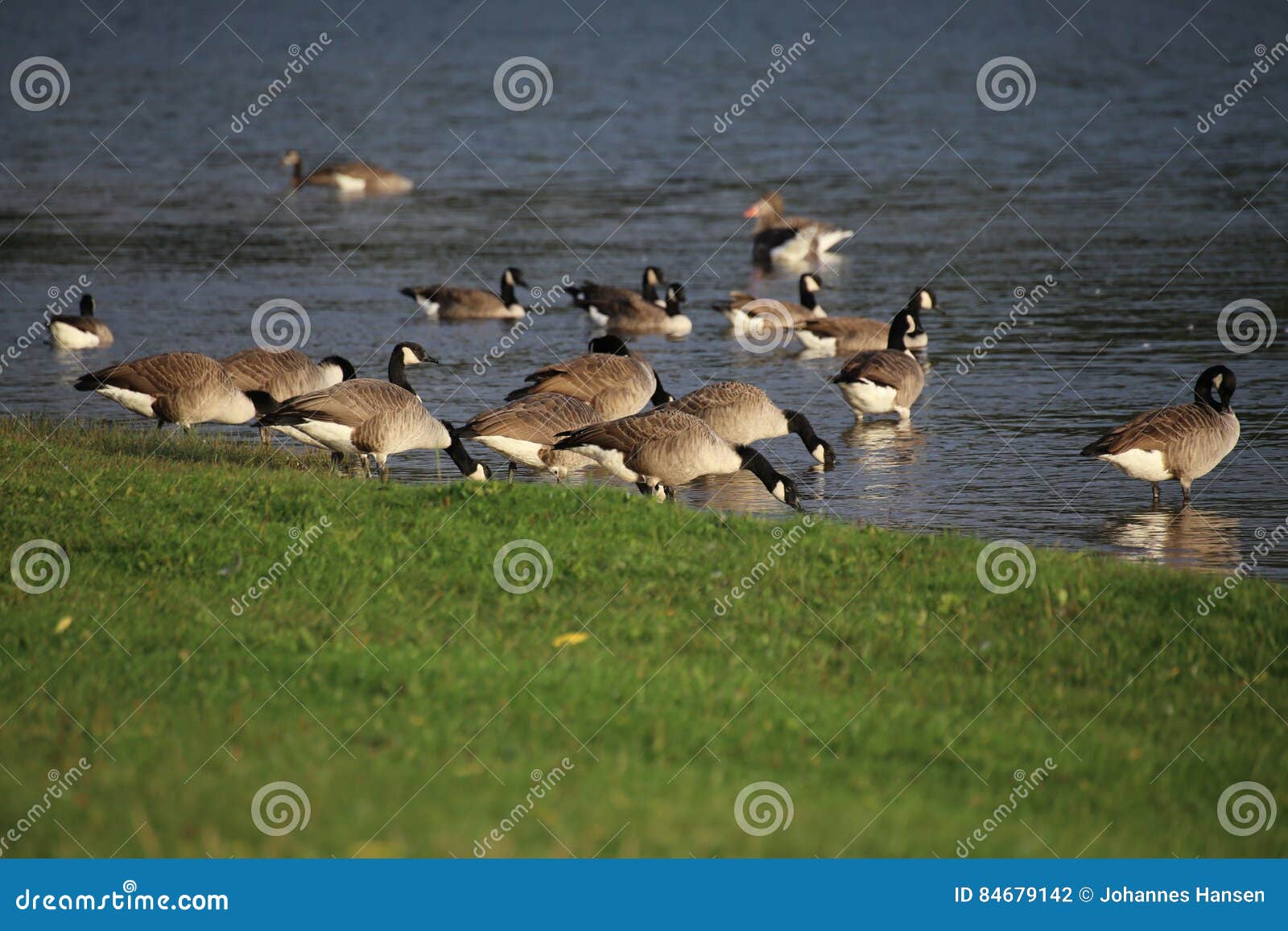 Mixed Goose Flock Next To the Water Stock Photo - Image of color, water ...
