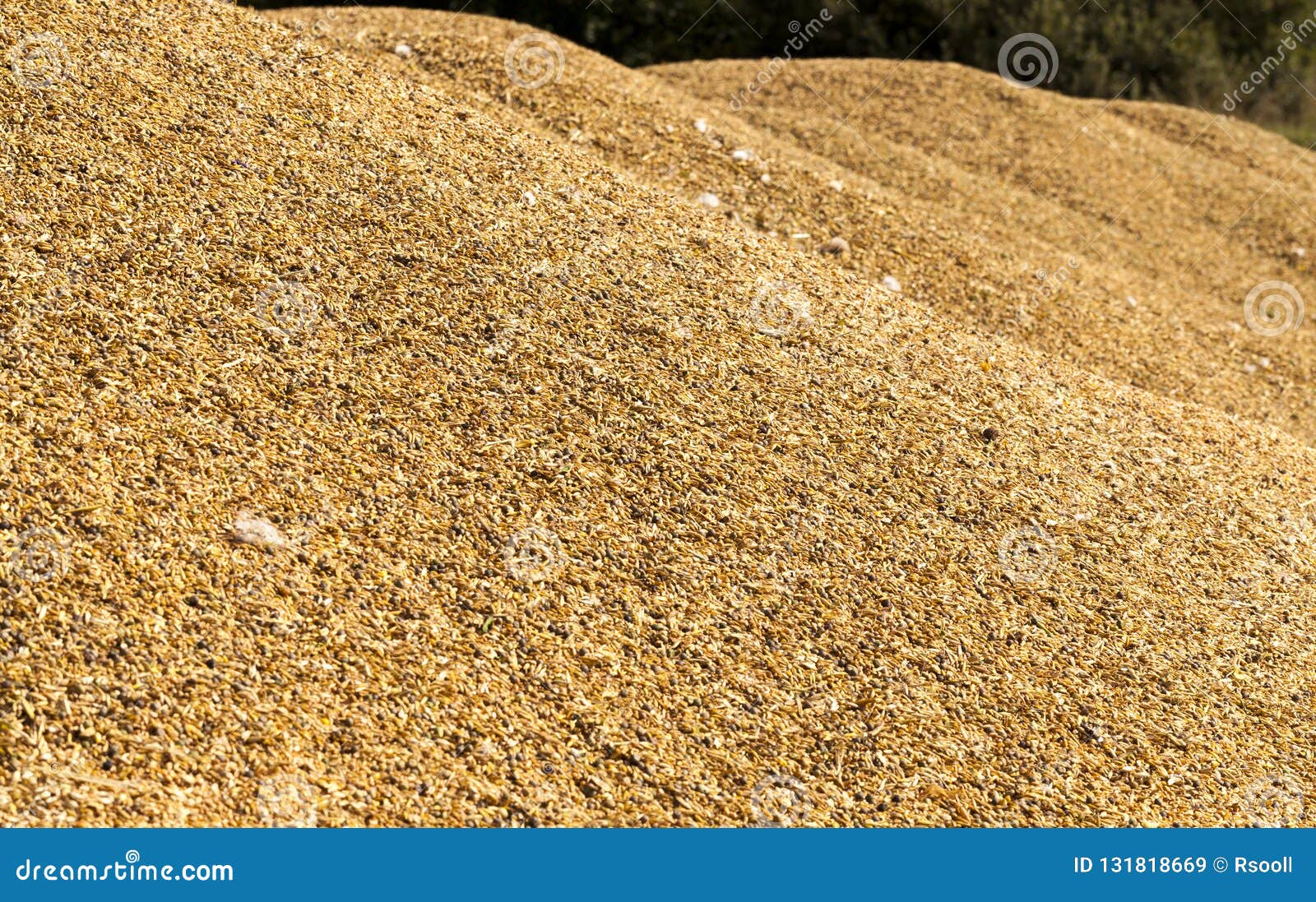 Mixed grains stock image. Image of crop, close, cereale - 131818669