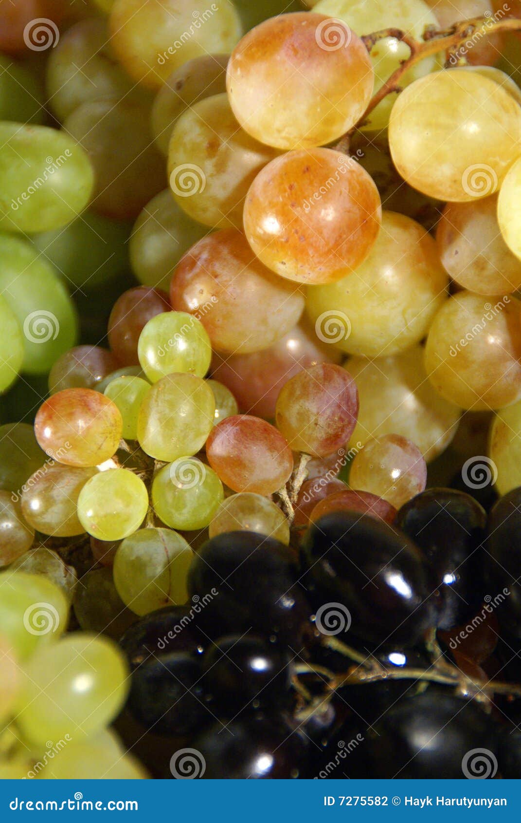 Mixed Grapes closeup stock photo. Image of alcohol, amber - 7275582