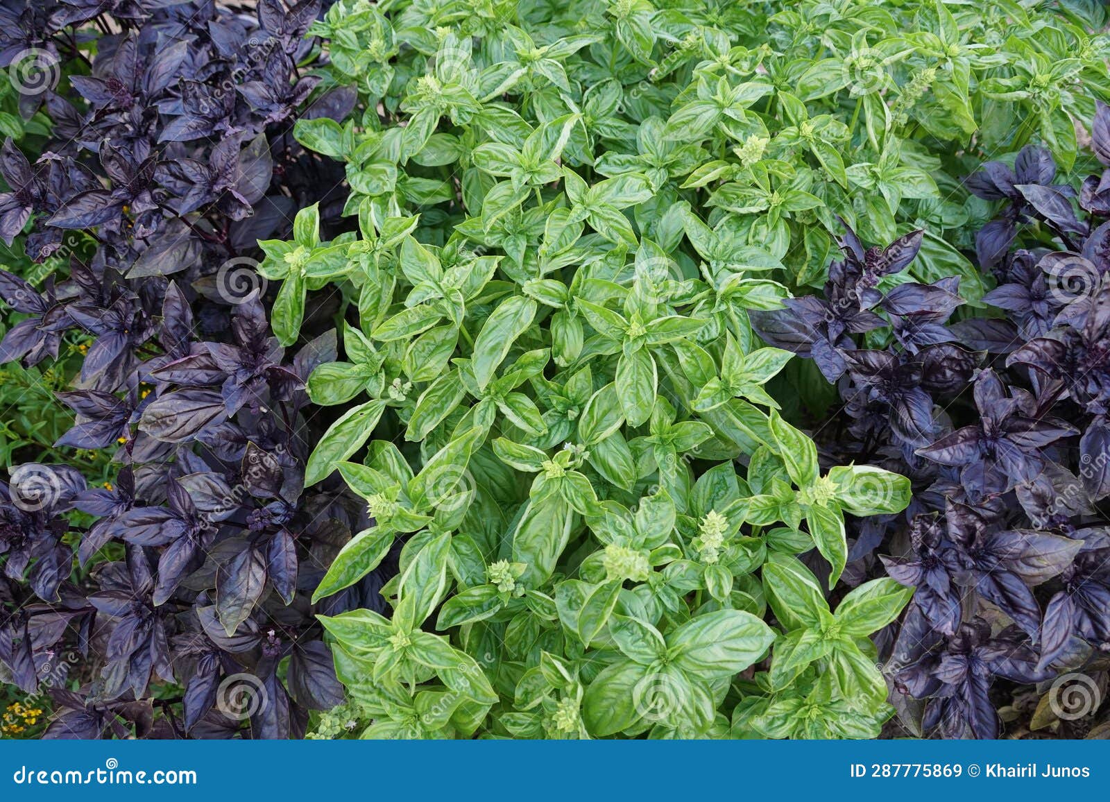 A Mixed of Green and Dark Purple Basil on a Vegetable Garden Stock ...