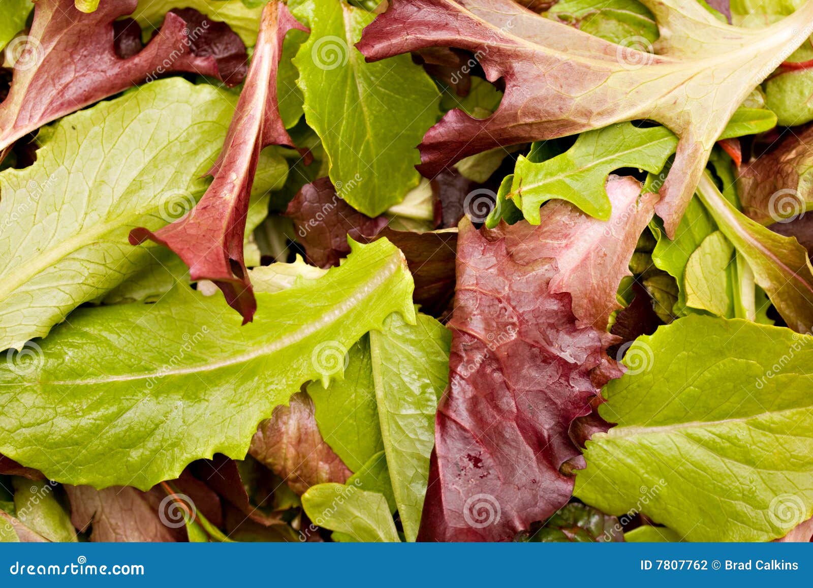 Lollo Rosa Stock Photos - Free & Royalty-Free Stock Photos from Dreamstime