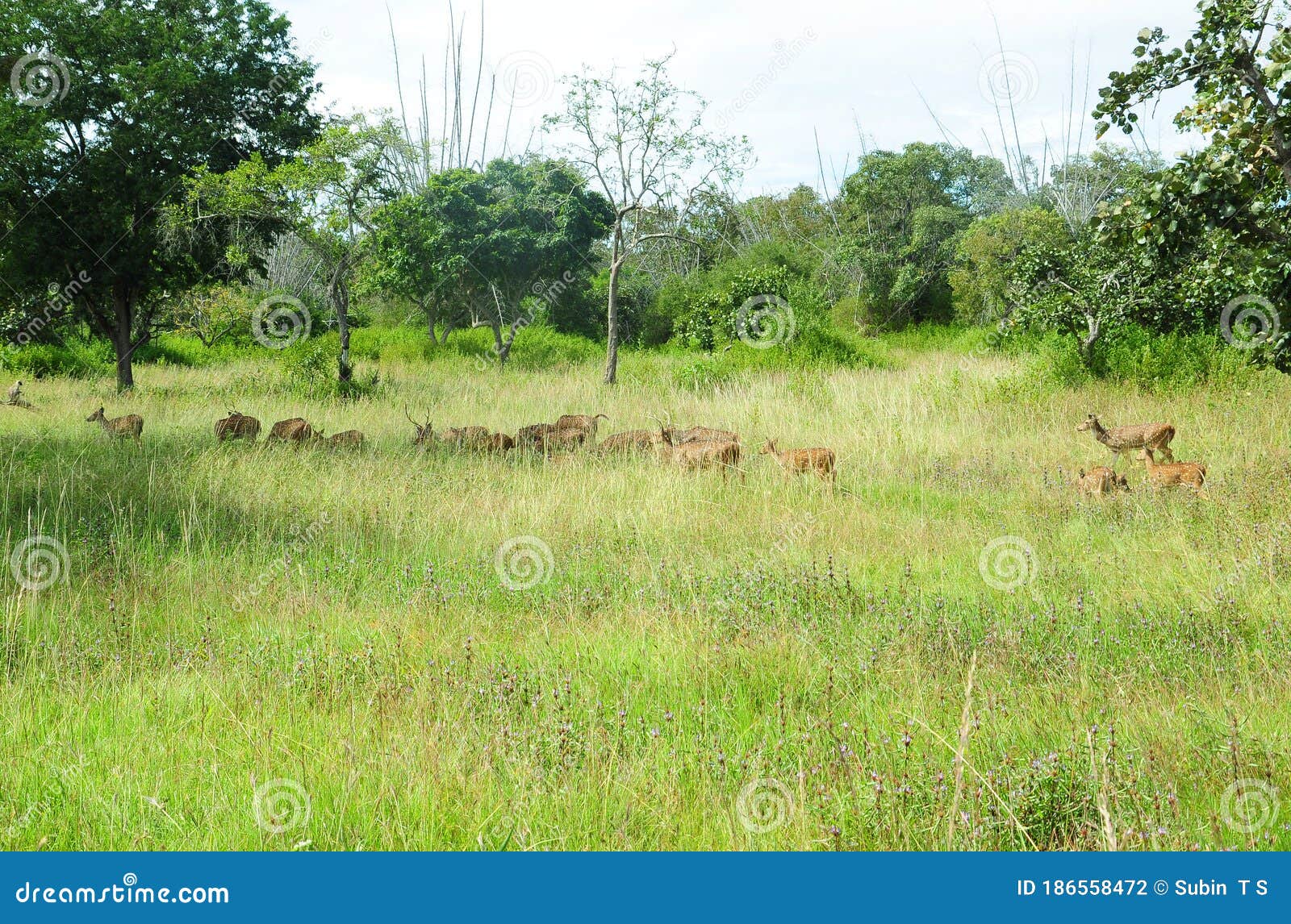 Mixed Group of Roe Deer in Grassland Environment Stock Photo - Image of ...