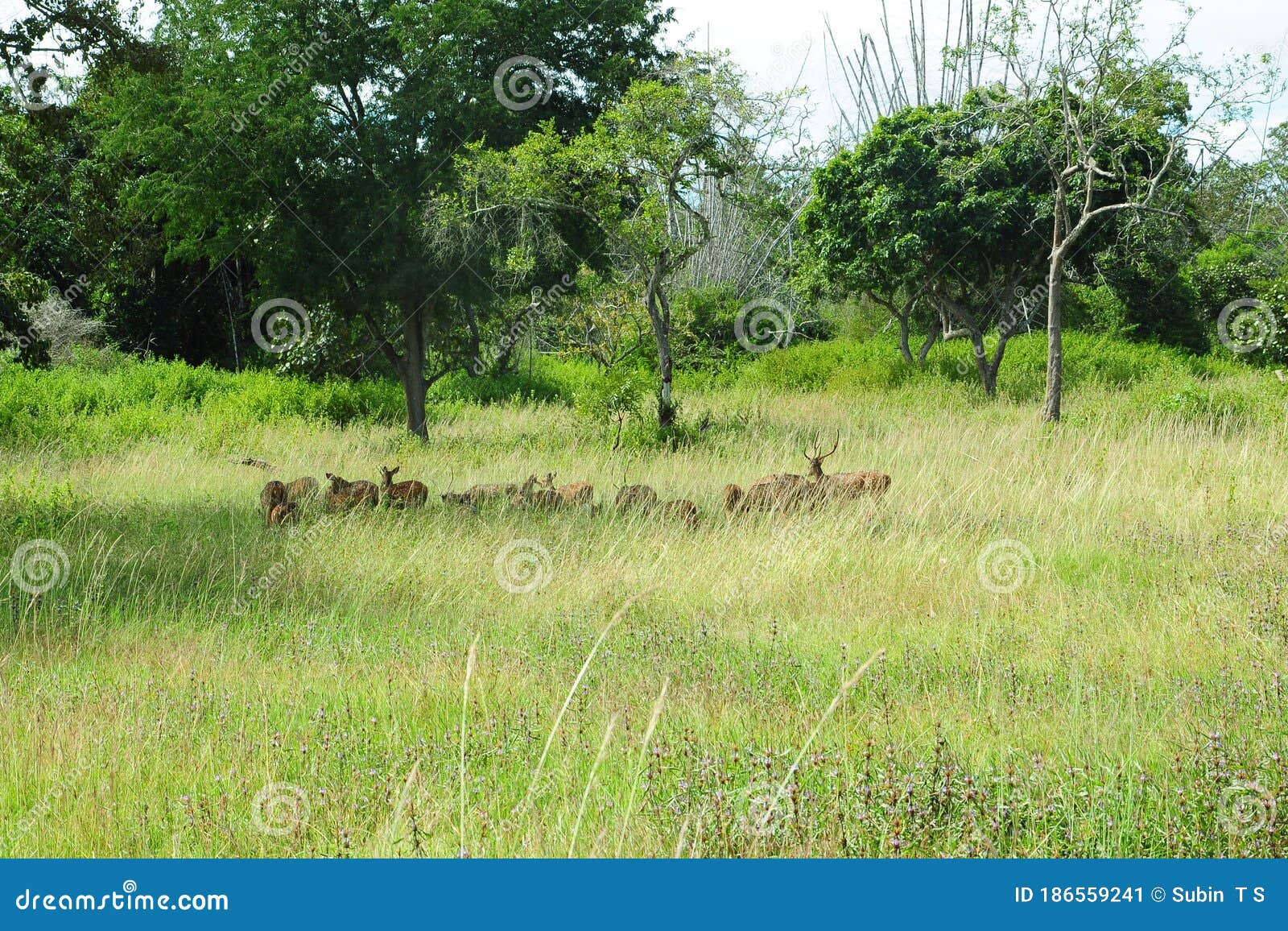 Mixed Group of Roe Deer in Grassland Environment Stock Image - Image of ...