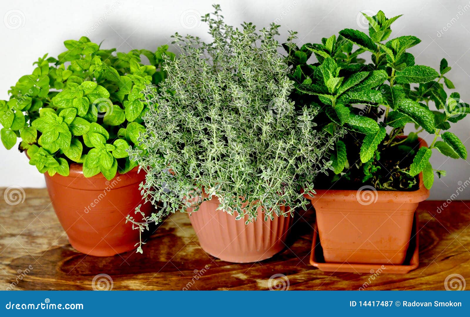 Mixed herbs stock image. Image of plant, fresh, variety - 14417487