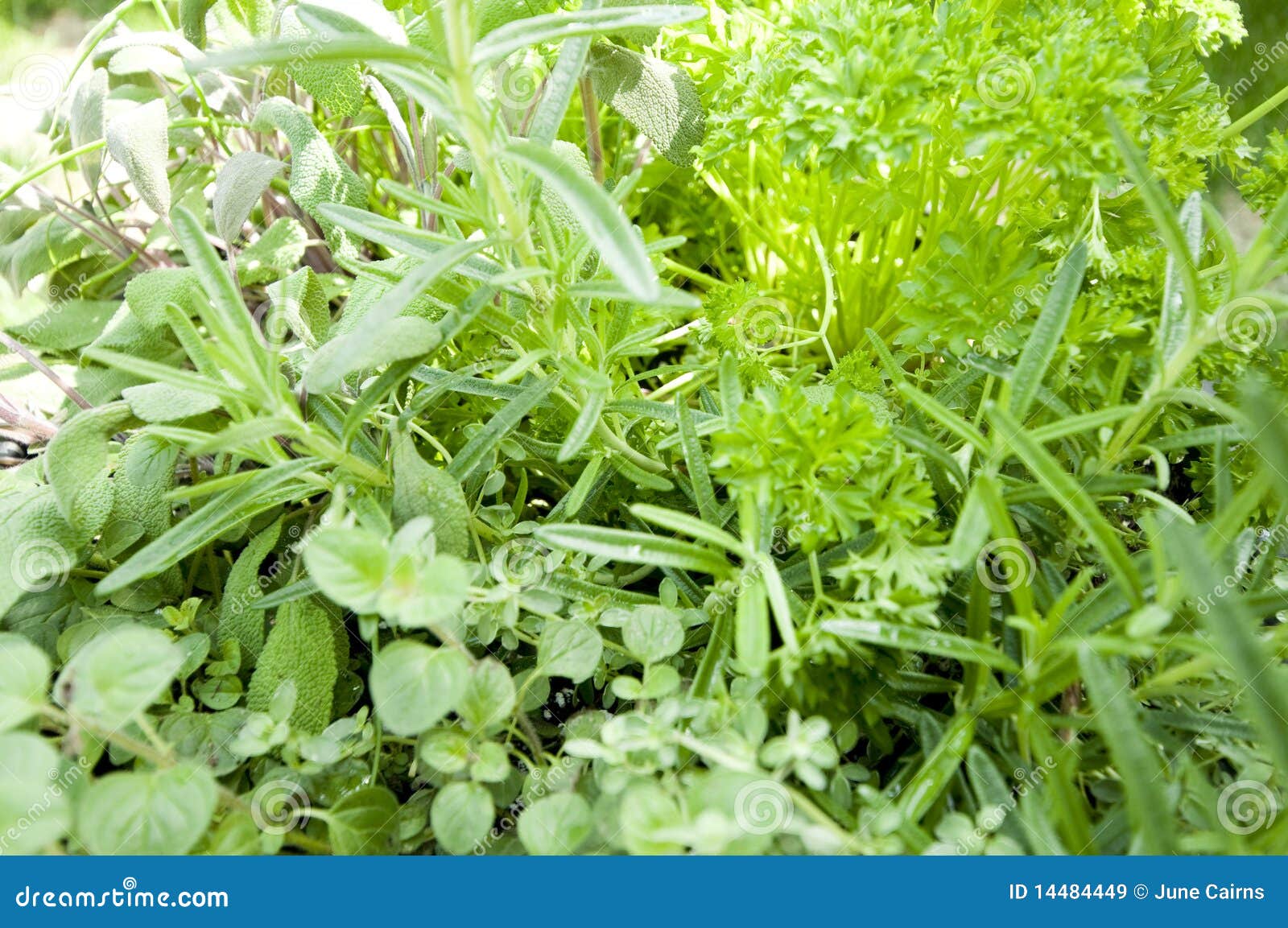 Mixed herbs stock image. Image of sage, flavoring, stems - 14484449