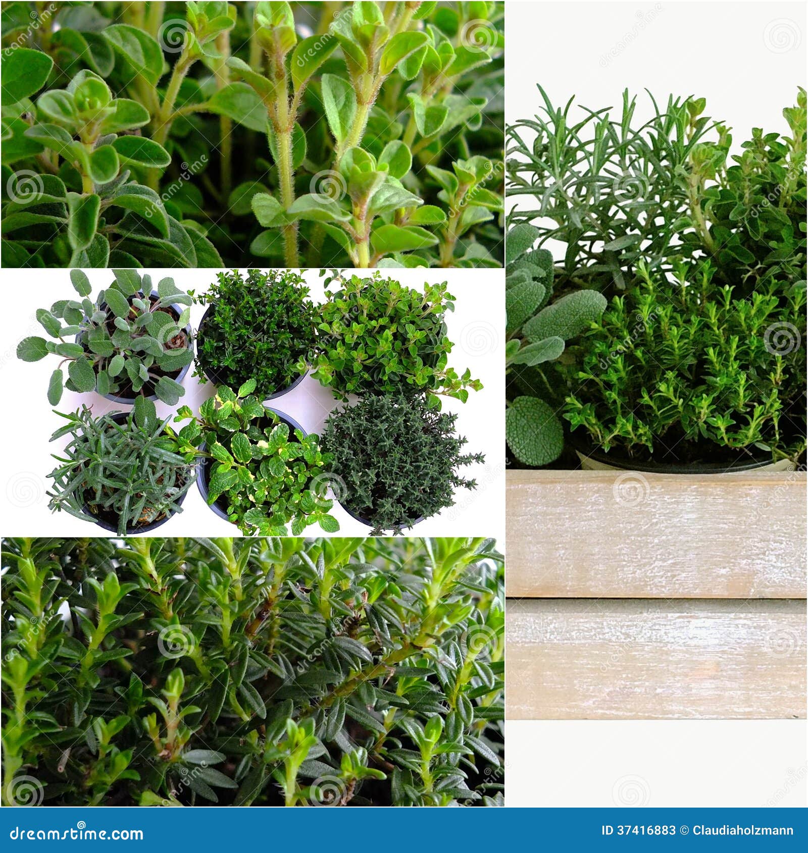 Mixed Herbs stock image. Image of collage, savory, healing - 37416883