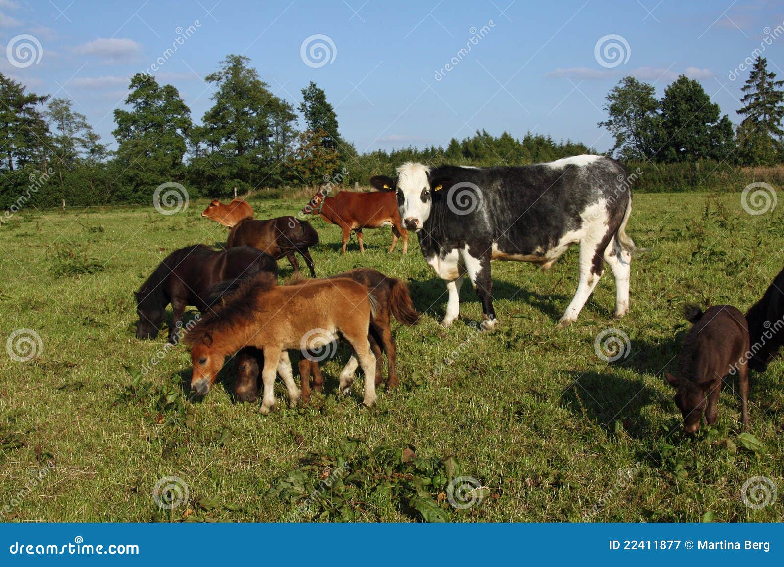 Mixed herd of cattle stock image. Image of bull, ponies - 22411877