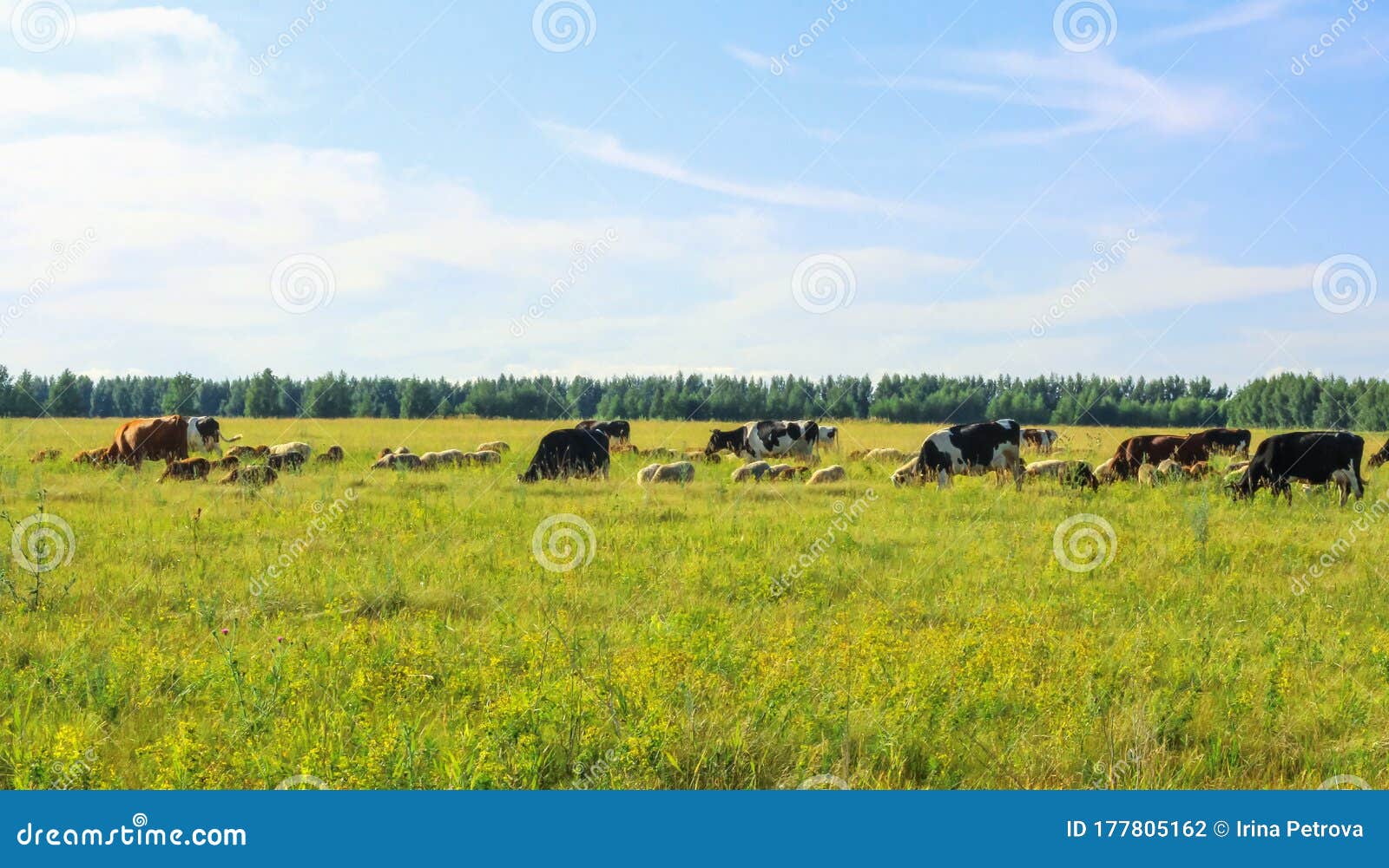 Mixed Herd of Cows and Sheep in the Field Stock Photo - Image of cattle ...