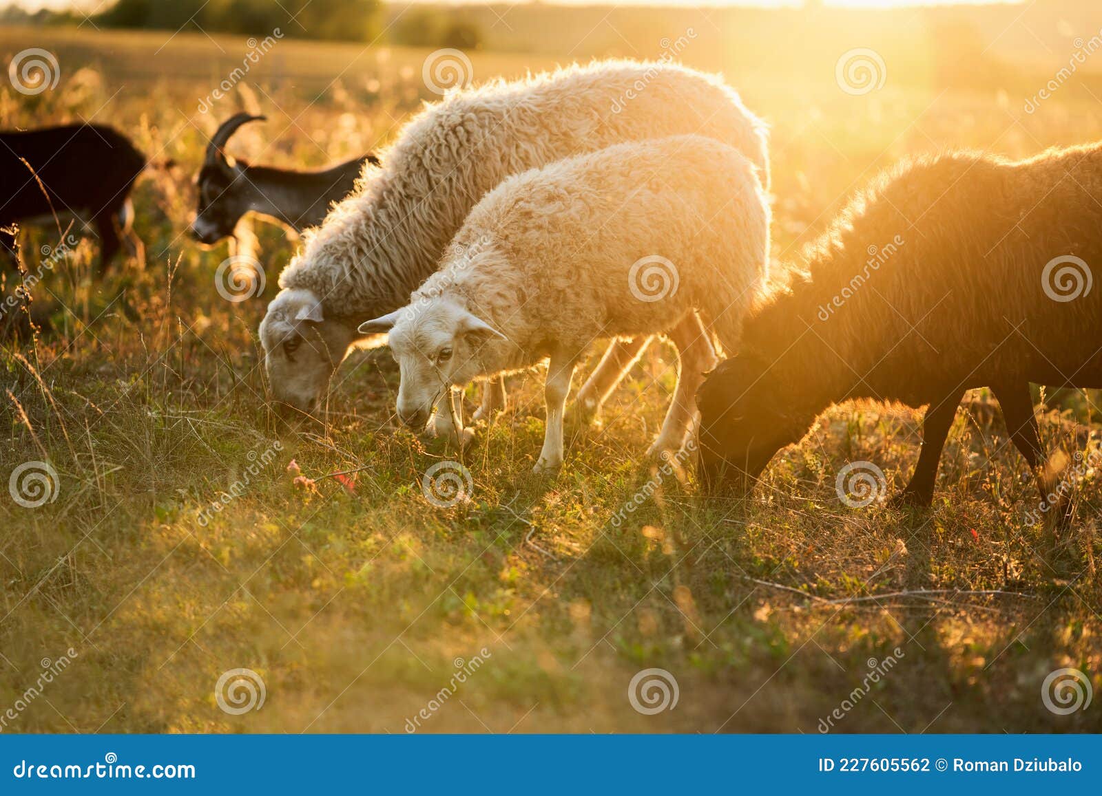 The Mixed Herd Of Goats And Cows Is Grazed On The River Bank Manych In ...