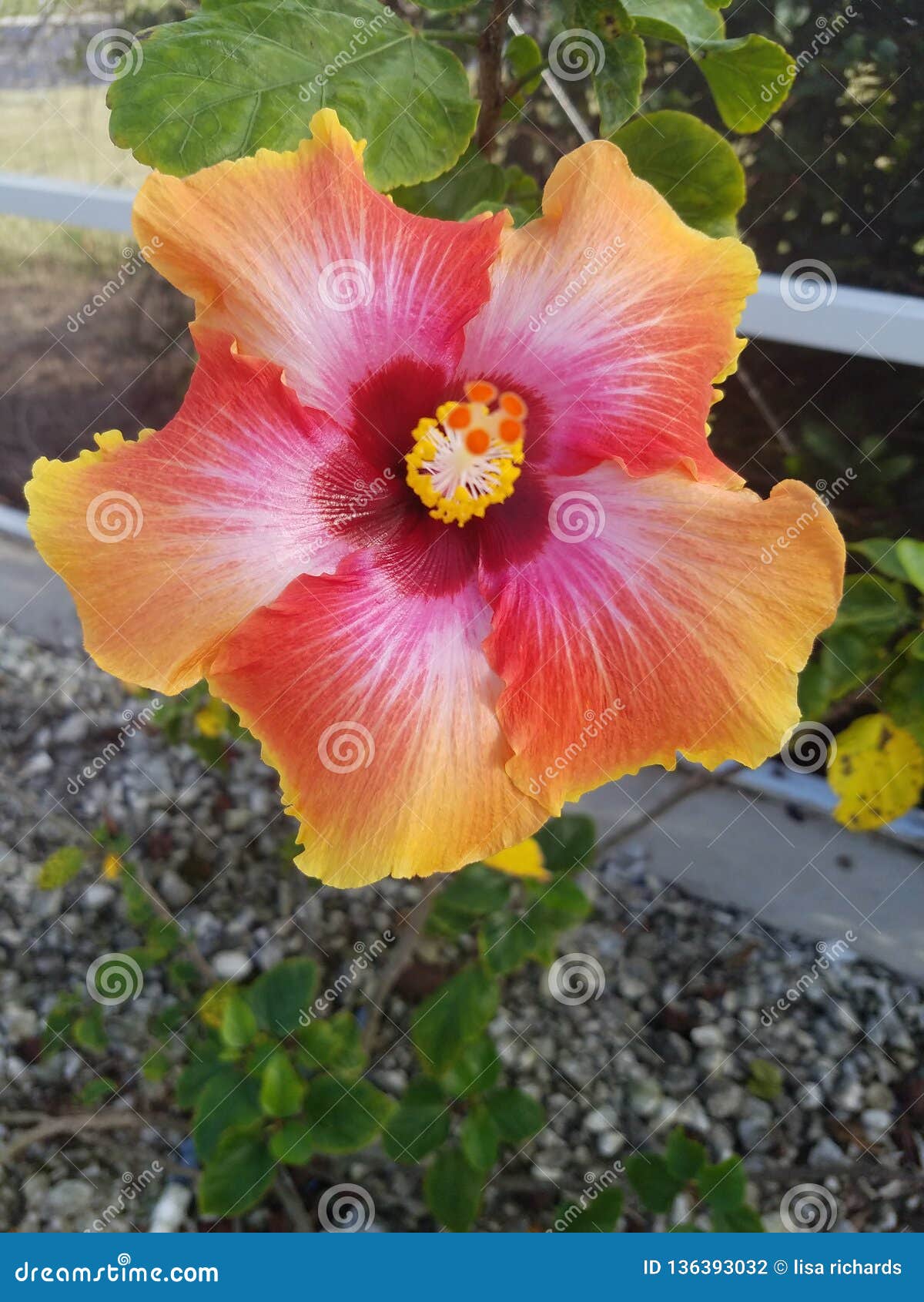 Mixed hibiscus stock photo. Image of mixed, flower, morning - 136393032