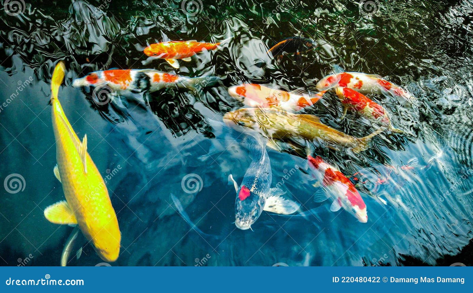 Mixed Koi Stock Photos - Free & Royalty-Free Stock Photos from Dreamstime