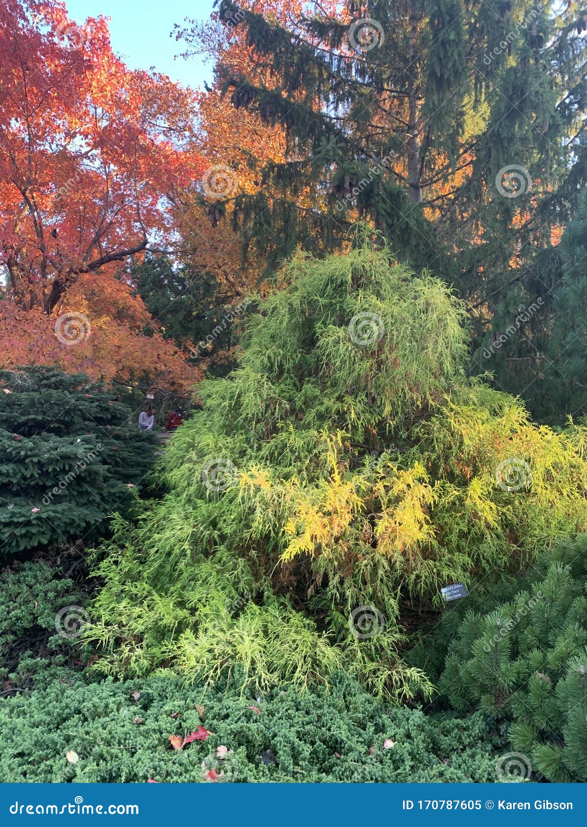 Mixed landscape stock image. Image of fall, mixed, trees - 170787605