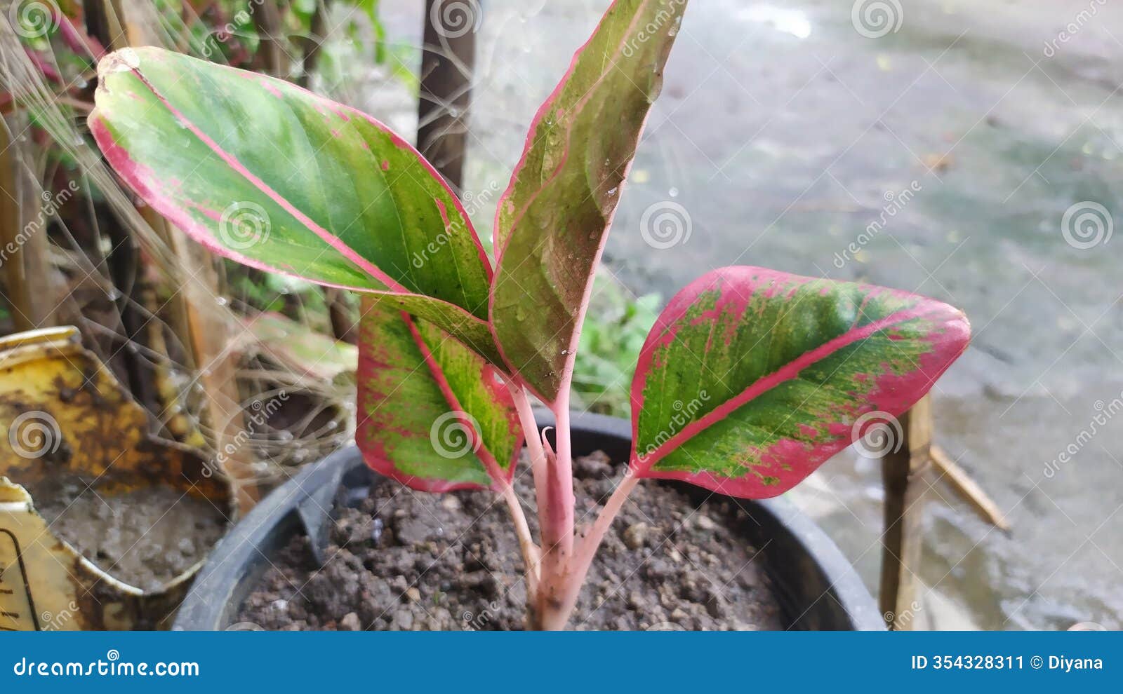 Mixed Leaf Ornamental Plants Stock Image - Image of mixed, plants ...