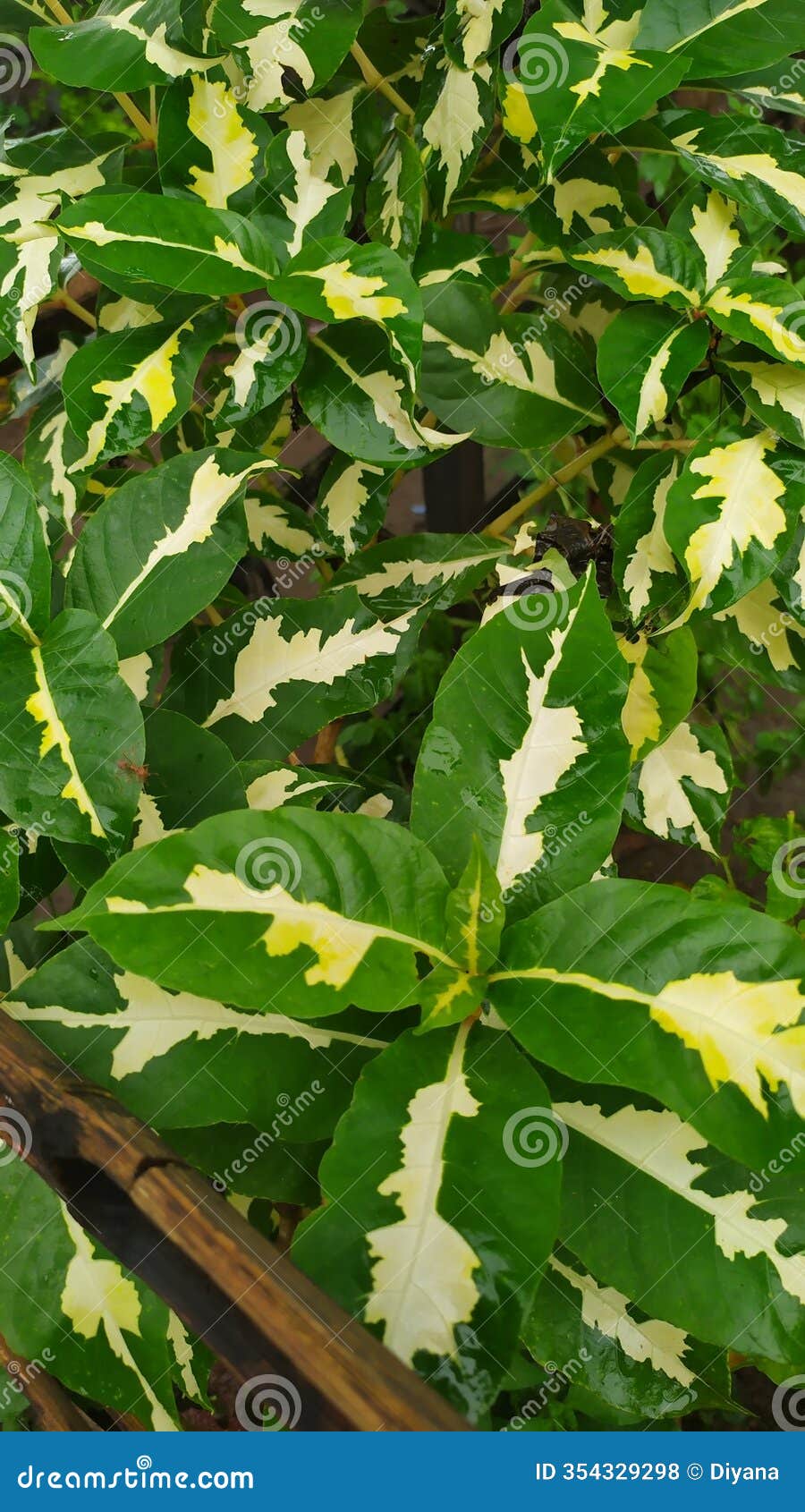 Mixed Leaf Ornamental Plants Stock Photo - Image of mixed, ornamental ...