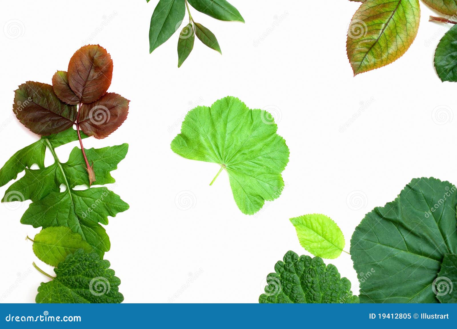 Mixed leaves stock image. Image of frame, beauty, fresh - 19412805