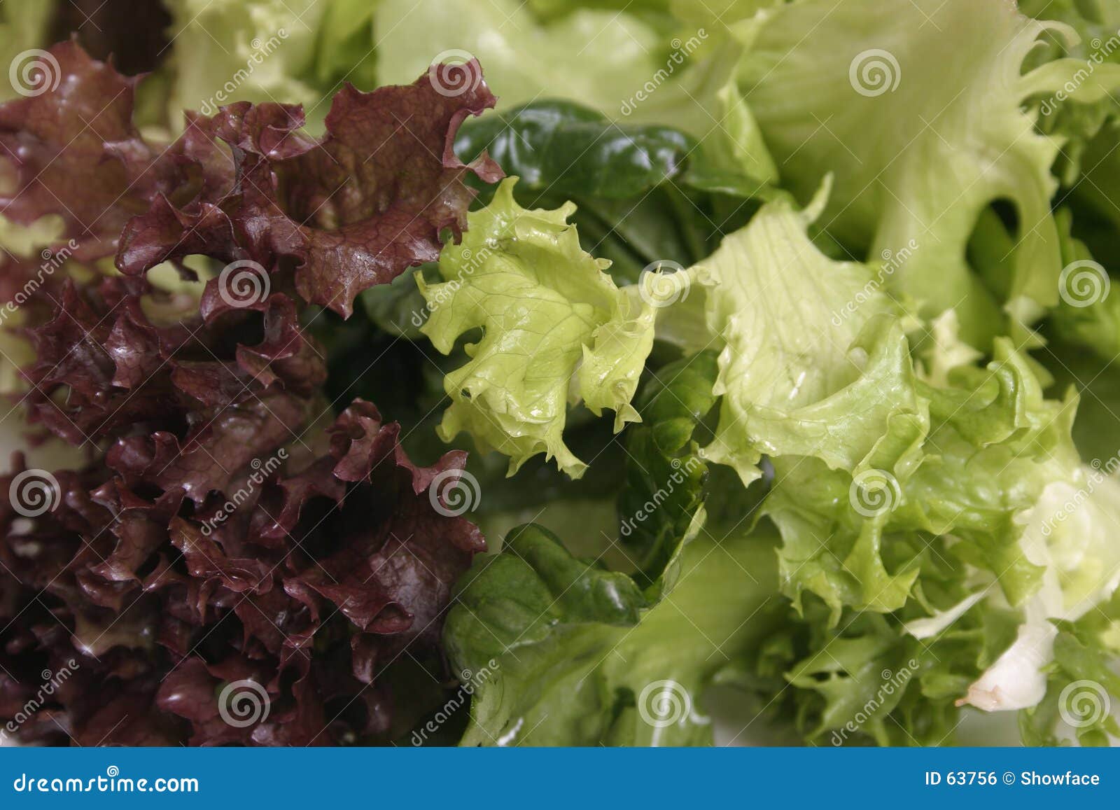 Mixed lettuce close up stock photo. Image of mixed, food - 63756