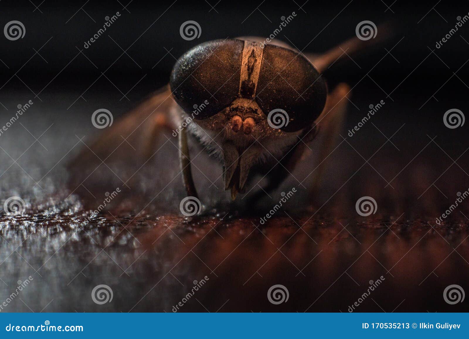 Mixed Light. Horsefly or Gadfly or Horse Fly Diptera Insect Macro ...