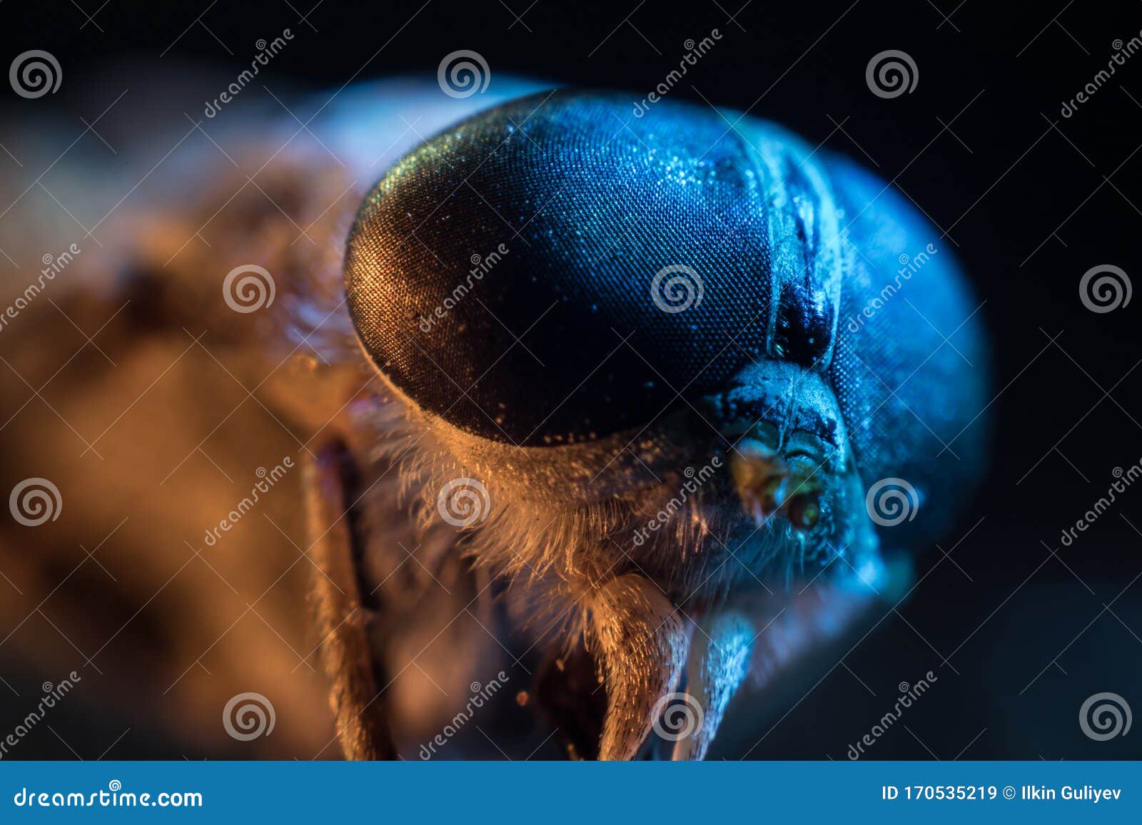 Mixed Light. Horsefly or Gadfly or Horse Fly Diptera Insect Macro ...