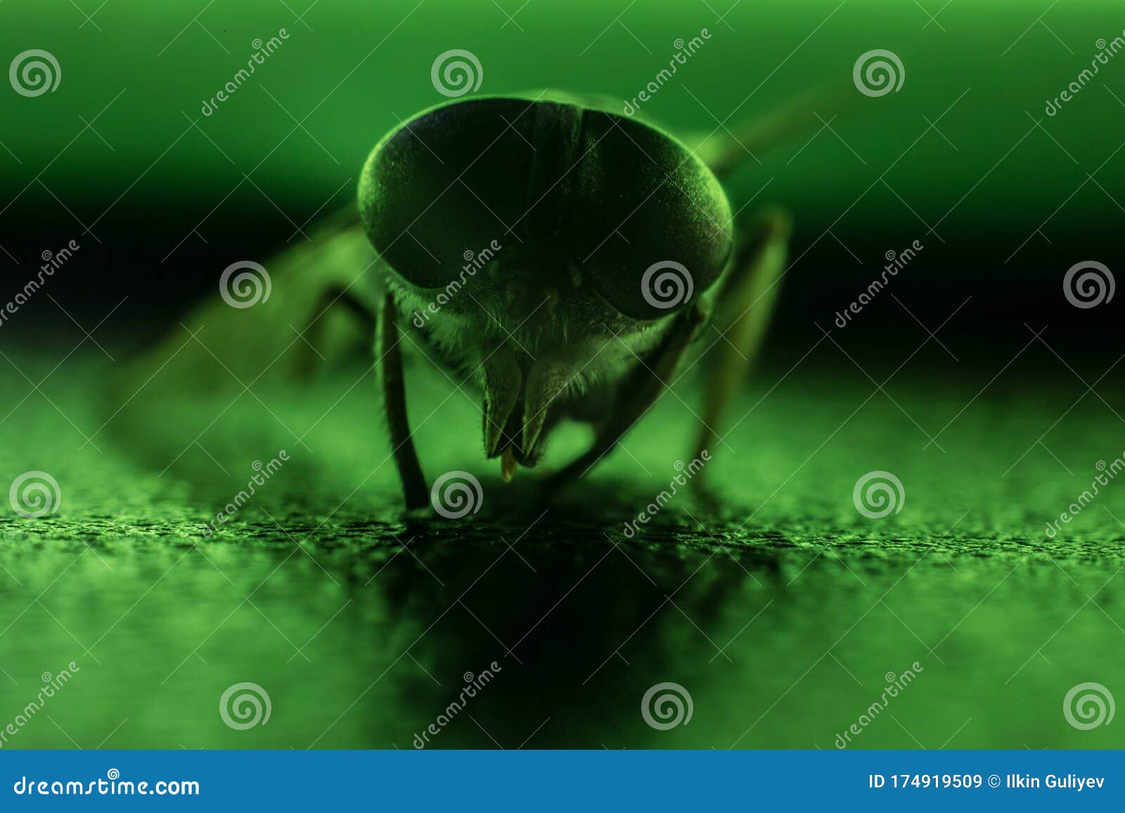 Mixed Light. Horsefly or Gadfly or Horse Fly Diptera Insect Macro ...