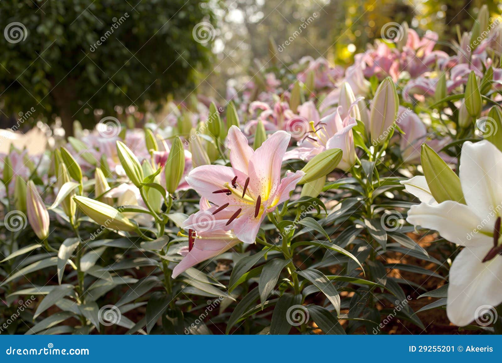 Mixed lilies stock image. Image of beautiful, freshness - 29255201