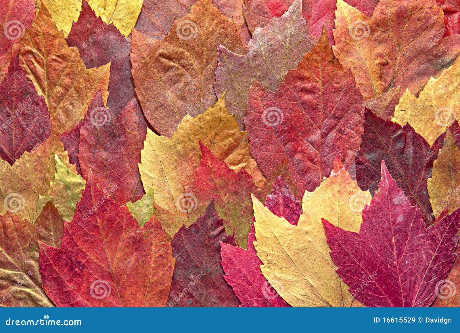 Mixed Maple Autumn Leaves Background Stock Image - Image of crimson ...