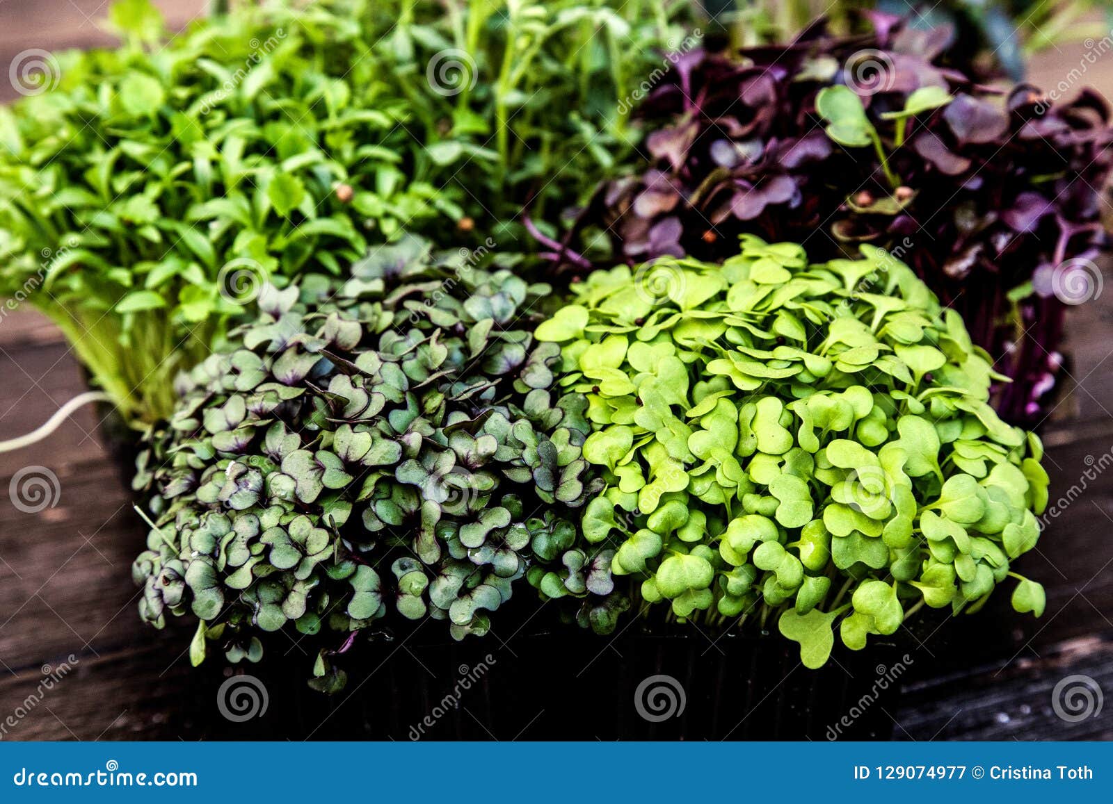 MIXED MICROGREENS stock image. Image of broccoli, shot - 129074977