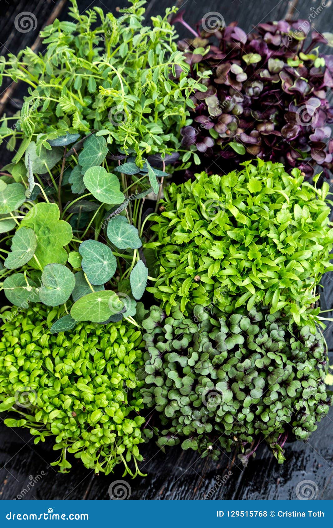 MIXED MICROGREENS stock photo. Image of cresson, shot - 129515768