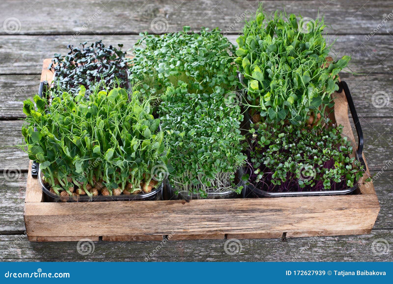 Mixed Microgreens stock image. Image of microgreen, garden - 172627939