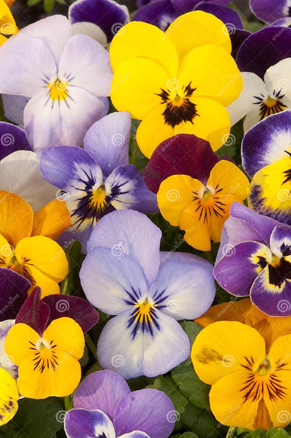 Mixed pansies in garden stock image. Image of closeup - 50387761