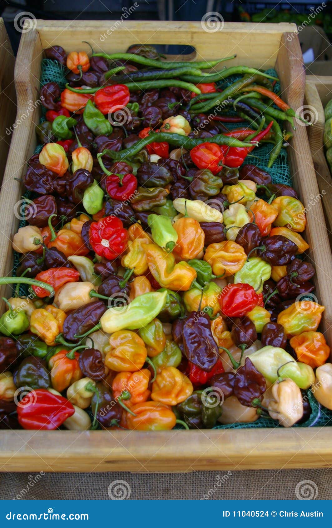 Mixed Peppers stock photo. Image of kitchen, heat, mass - 11040524