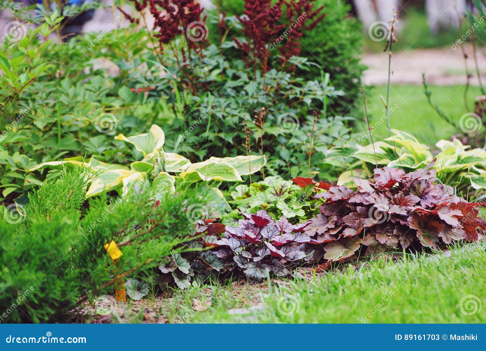 Mixed Perennials Combination in Summer Garden Stock Image - Image of ...